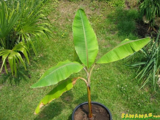 Chini Champa Banana Tree | Fruit Tree in Pakistan | Gulab.pk