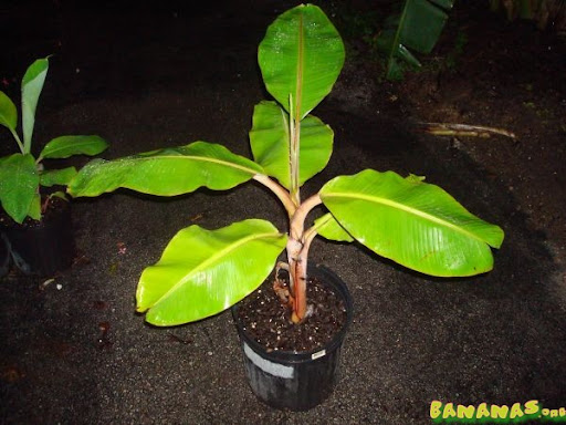 Chini Champa Banana Tree | Fruit Tree in Pakistan | Gulab.pk