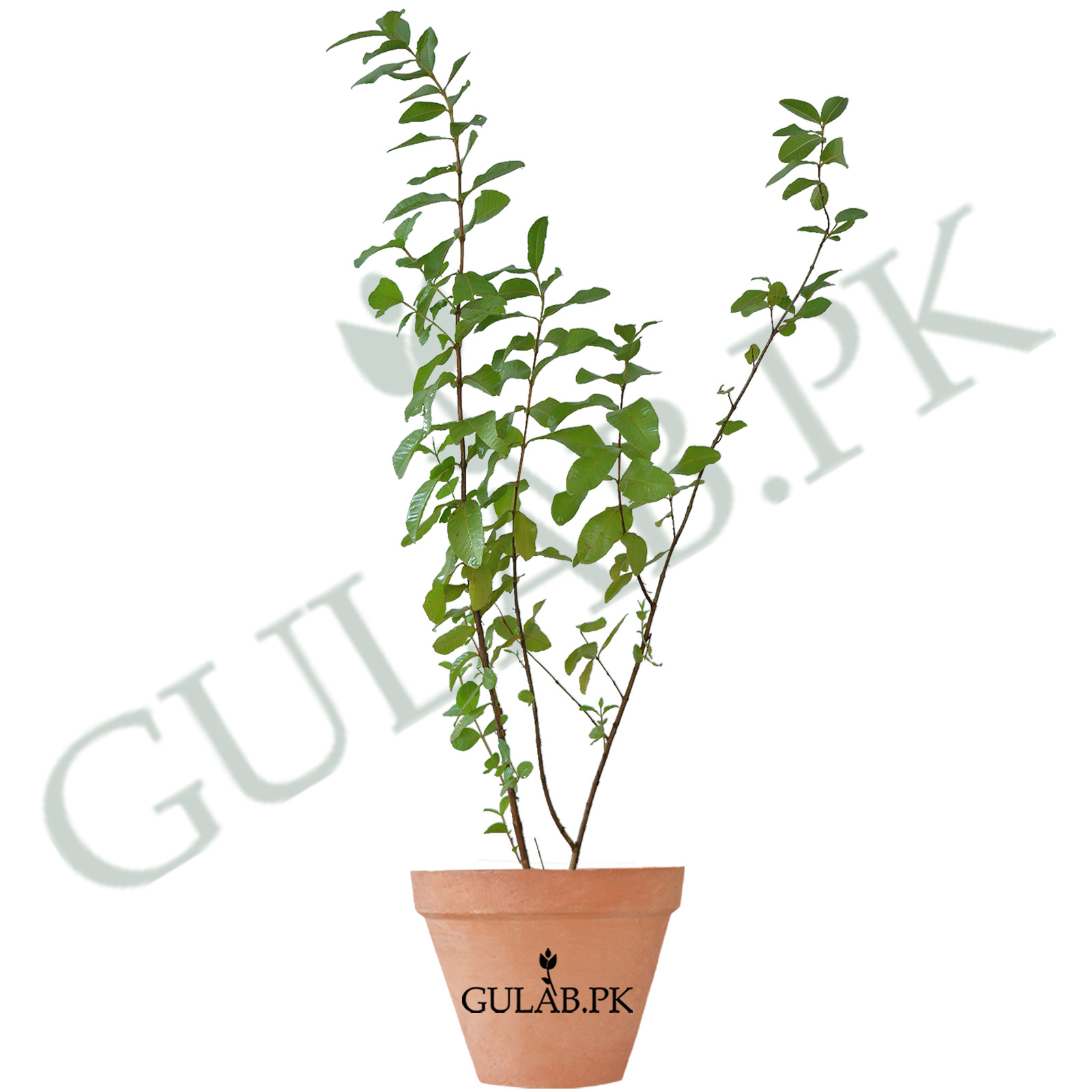 Guava | Fruit Plants in Pakistan | Online Nursery | Gulab.pk