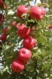 Kashmiri Apple Tree | Fruit Tree in Pakistan | Gulab.pk