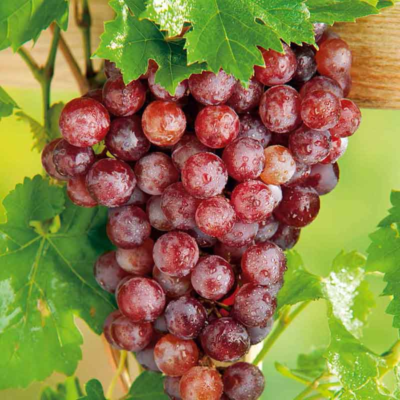 King Rubi Grapes | Fruit Plants in Pakistan | Gulab.pk