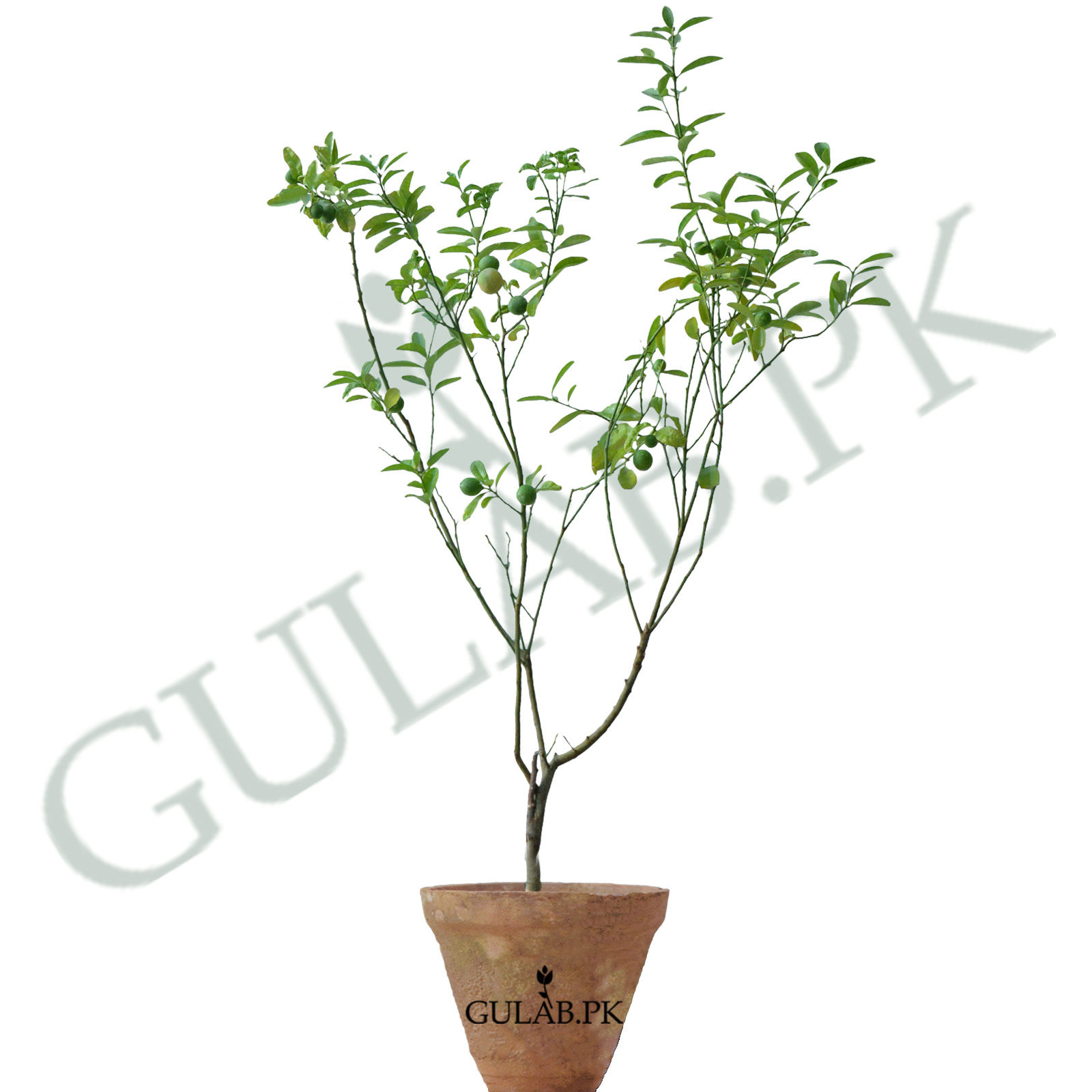 Lemon | Fruit Tree in Pakistan | Online Plant Store | Gulab.pk