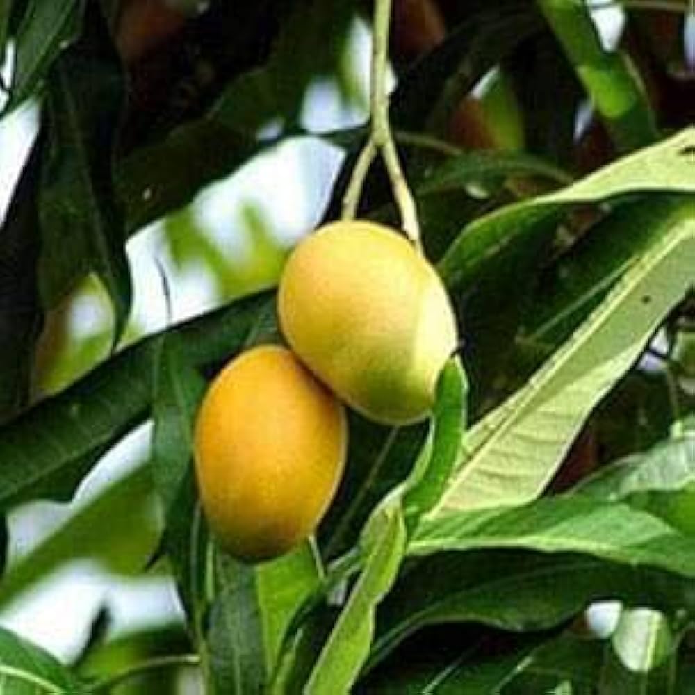 Saroli Mango | Fruit Plants in Pakistan | Gulab.pk