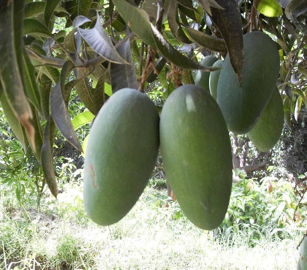 Sindhri Mango | Fruit Plants in Pakistan | Gulab.pk