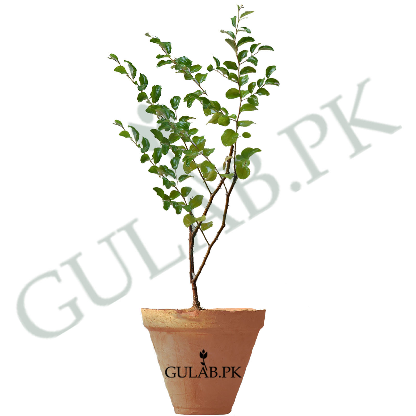 Jujube | Fruit Plants in Pakistan | Online Nursery | Gulab.pk