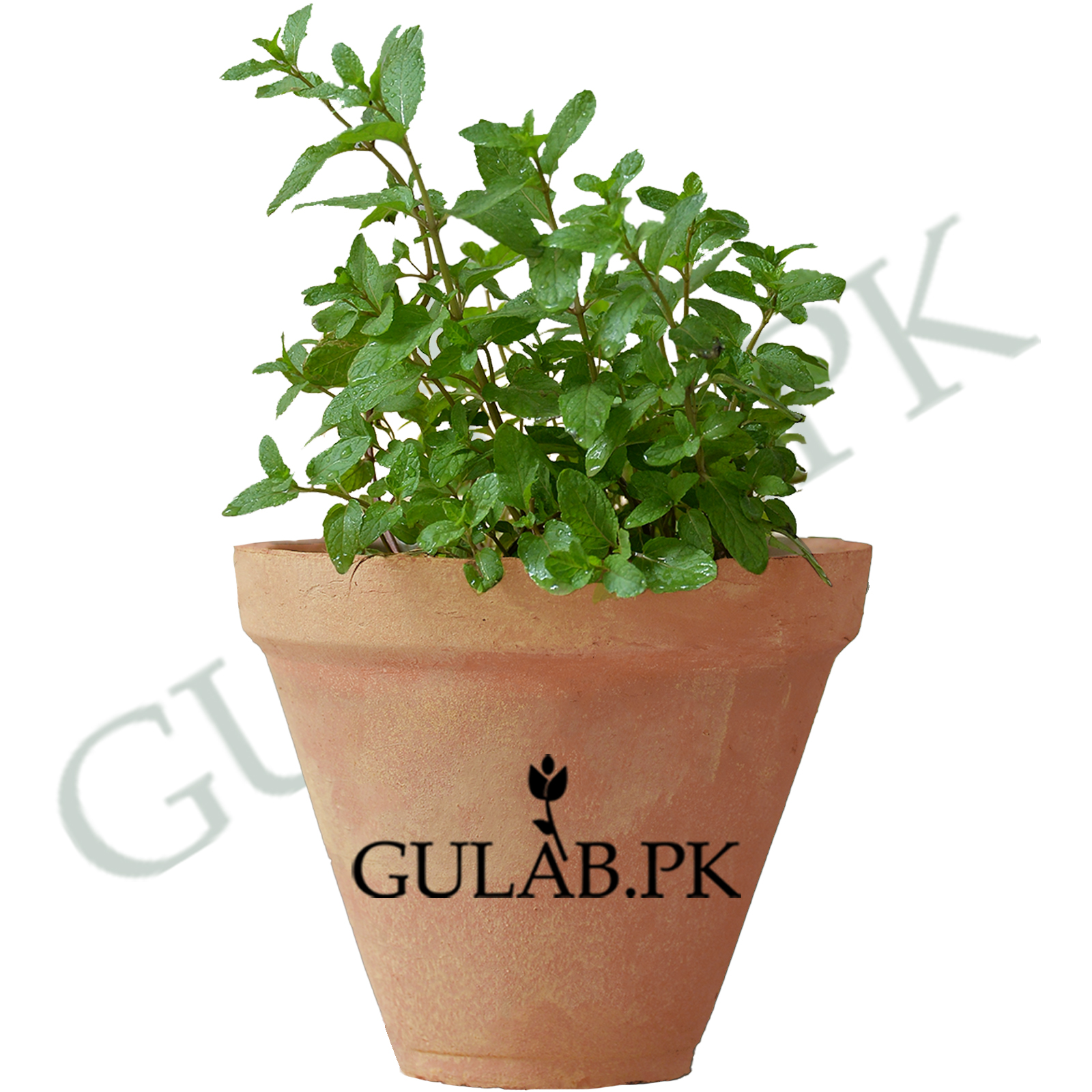Mint Plant | Herb Plants in Pakistan | Gulab.pk