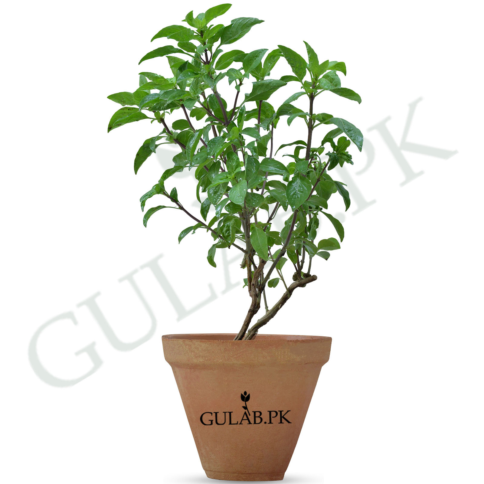 Niaz Boo Plant | Shrub Plant | Gulab.pk