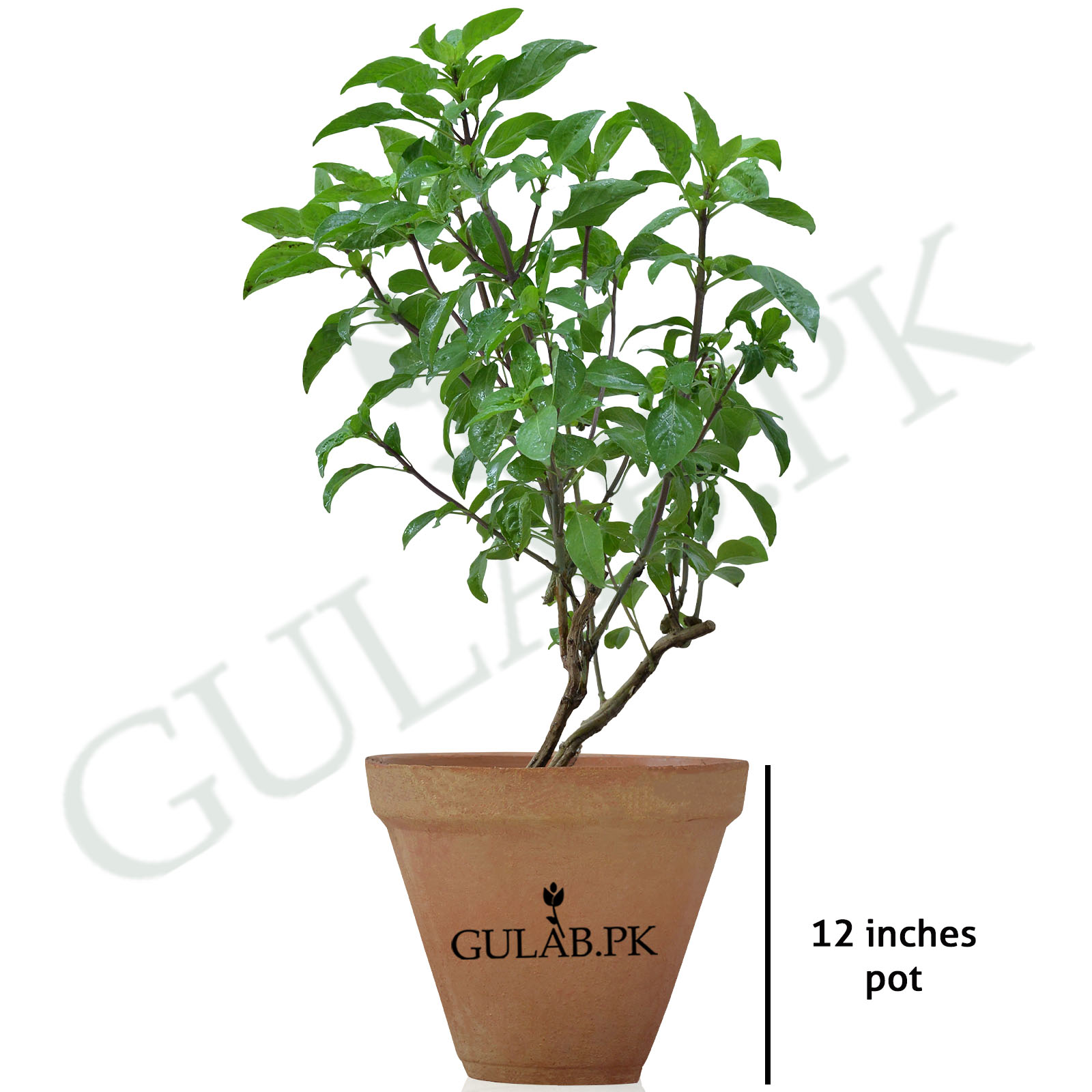 Niaz Boo Plant | Shrub Plant | Gulab.pk