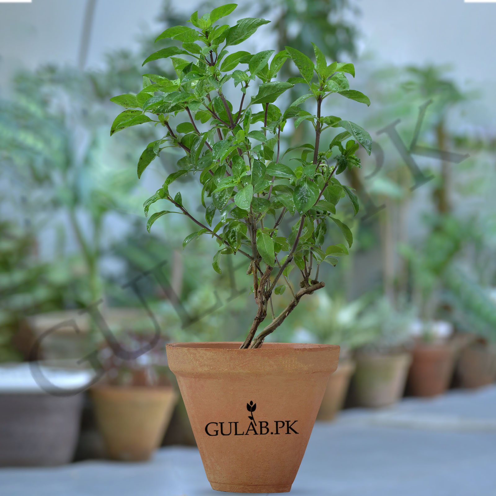 Niaz Boo Plant | Shrub Plant | Gulab.pk