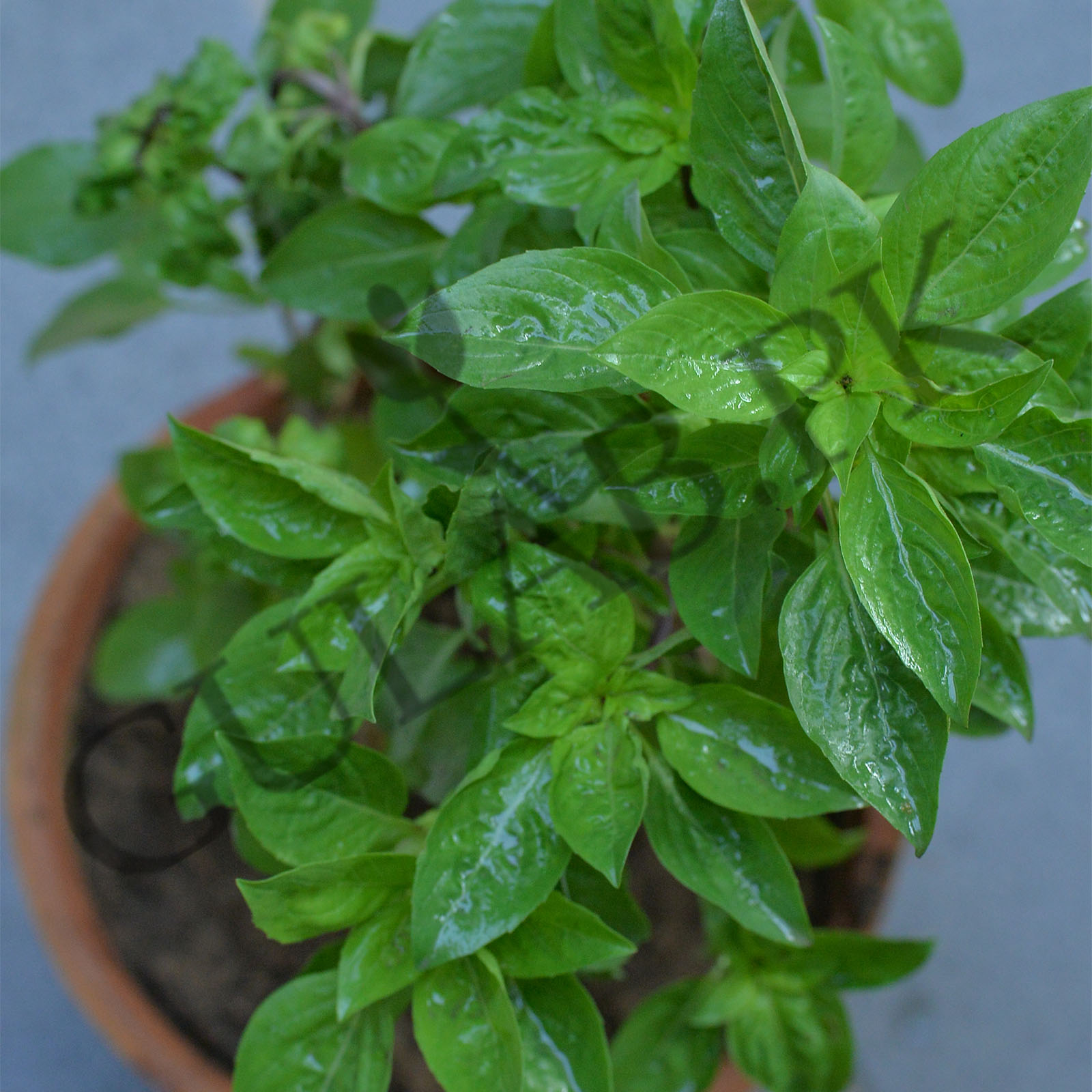 Niaz Boo Plant | Shrub Plant | Gulab.pk