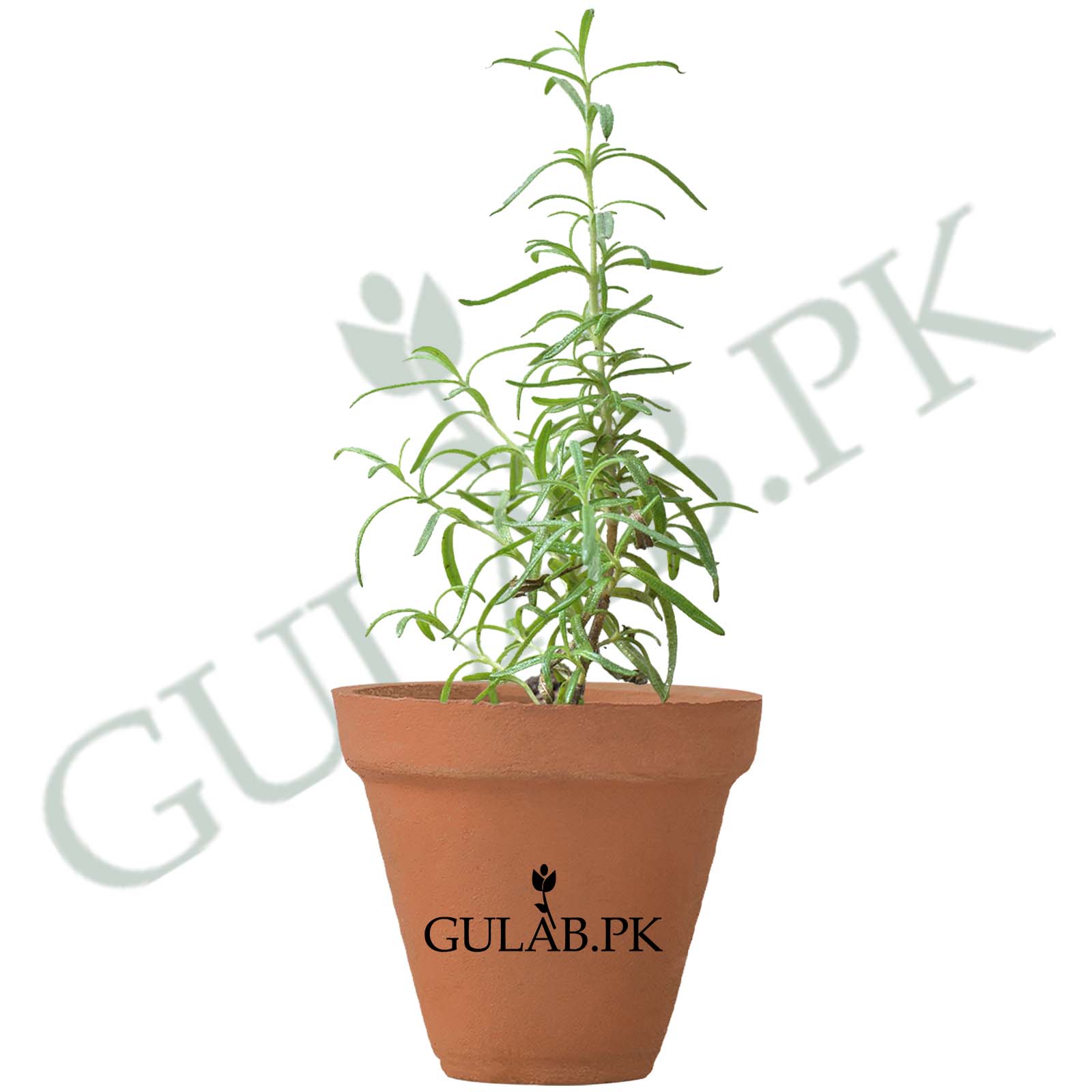 Rosemary Plant | Herb Plant | Gulab.pk