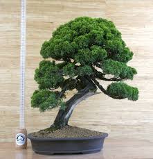 Juniper Bonsai | Indoor Plants in Pakistan | Gulab.pk