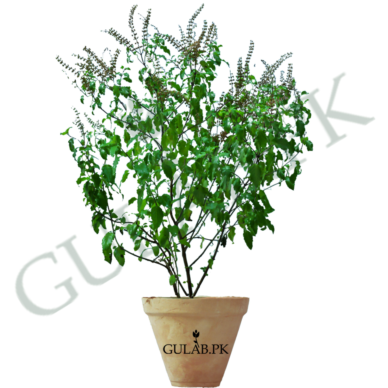 Tulsi Plant | Indoor Plants | Gulab.pk