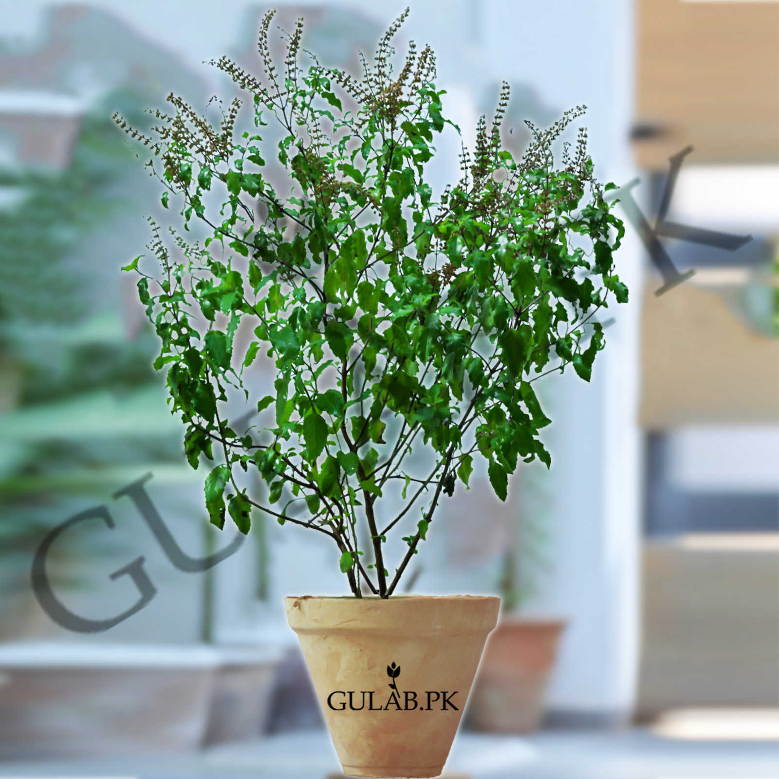 Tulsi Plant | Indoor Plants | Gulab.pk