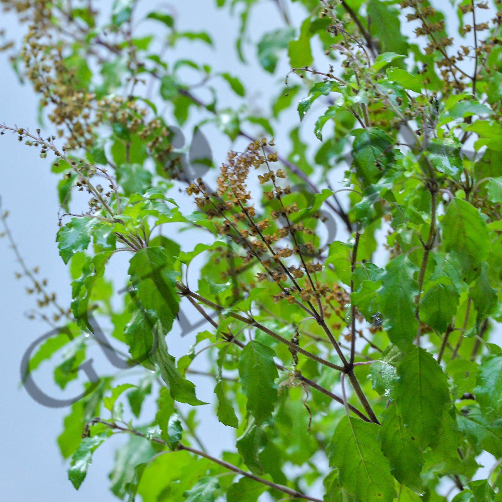 Tulsi Plant | Indoor Plants | Gulab.pk