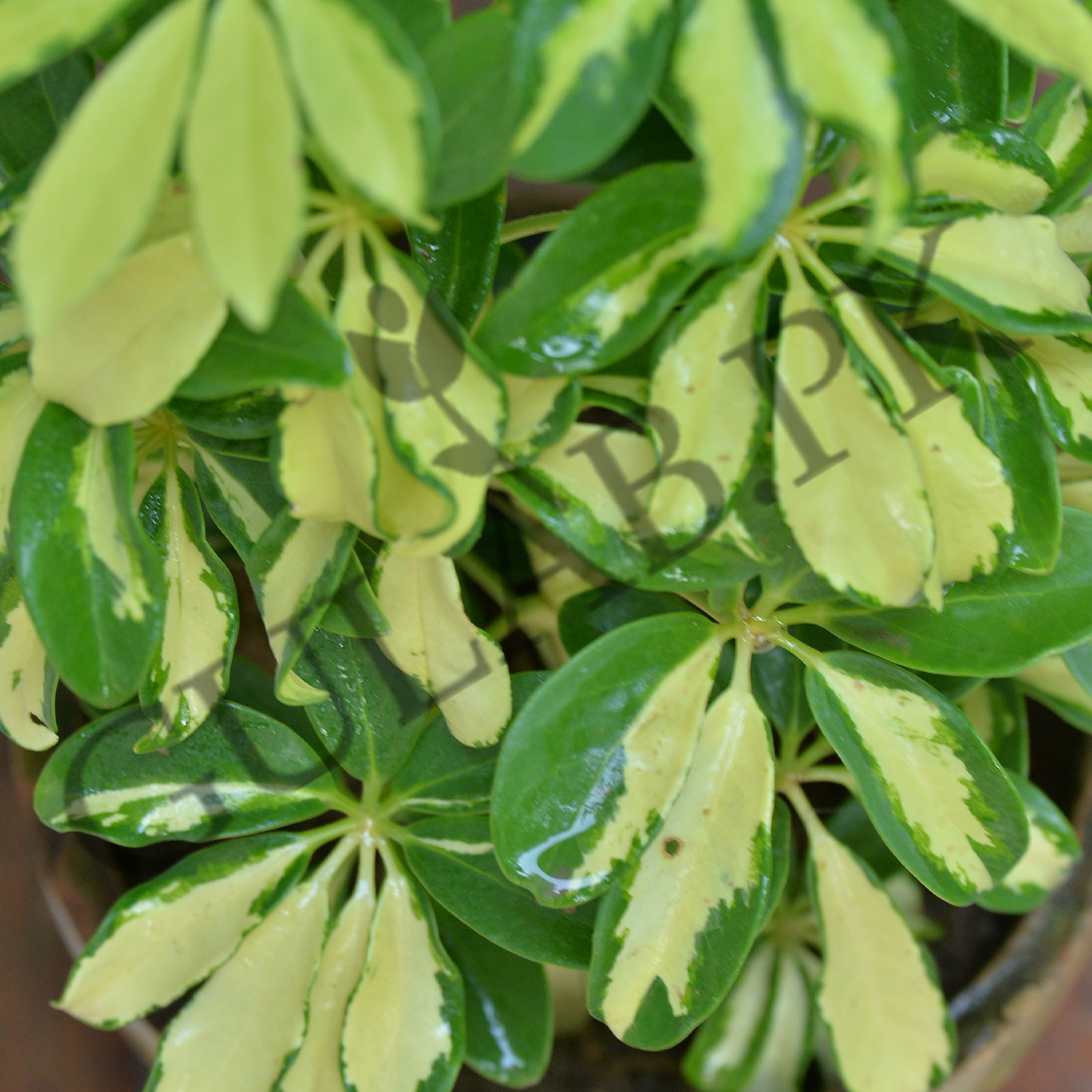 Schefflera Variegated | Indoor Plants | Gulab.pk