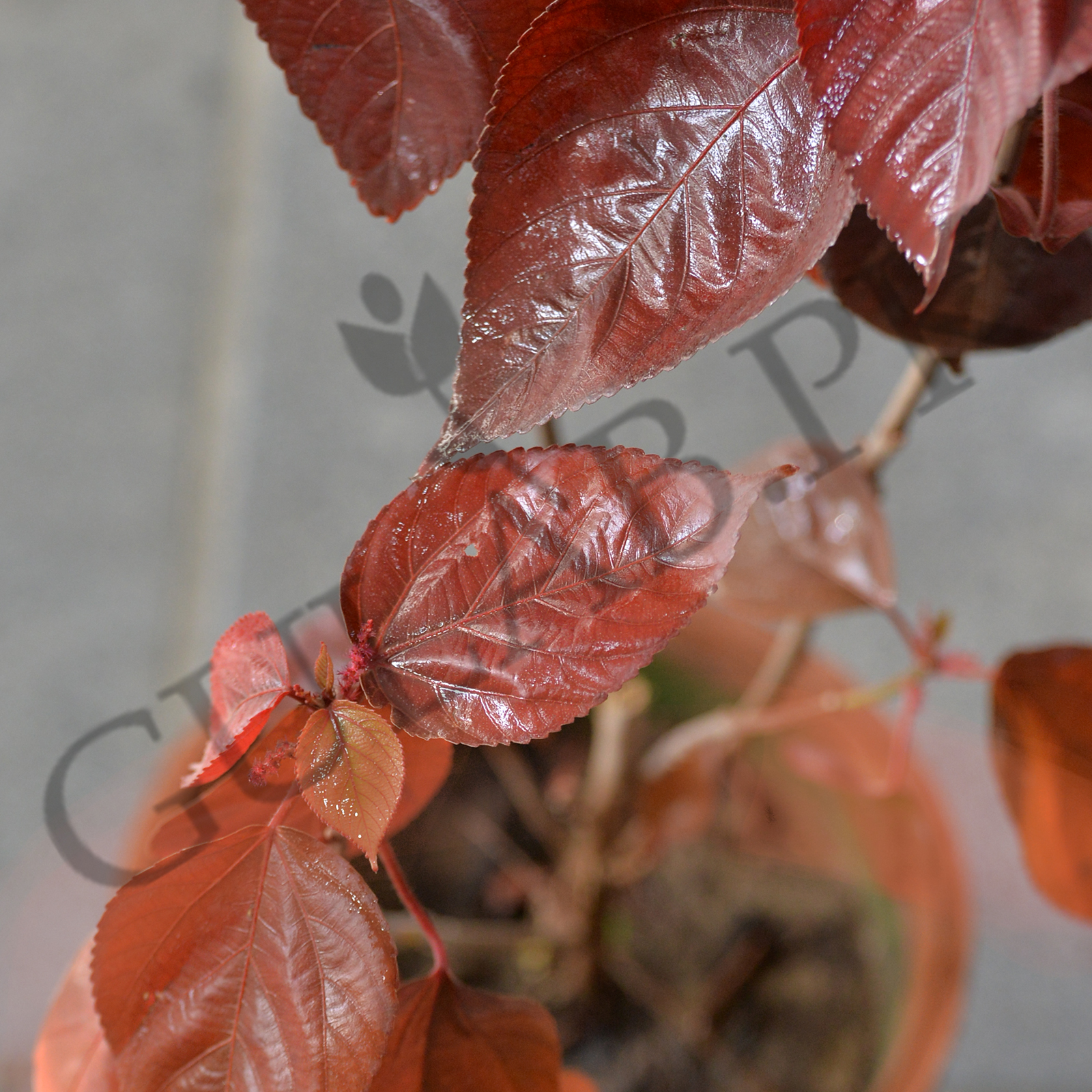 Acalypha Red Plant | Flowering Plants | Gulab.pk