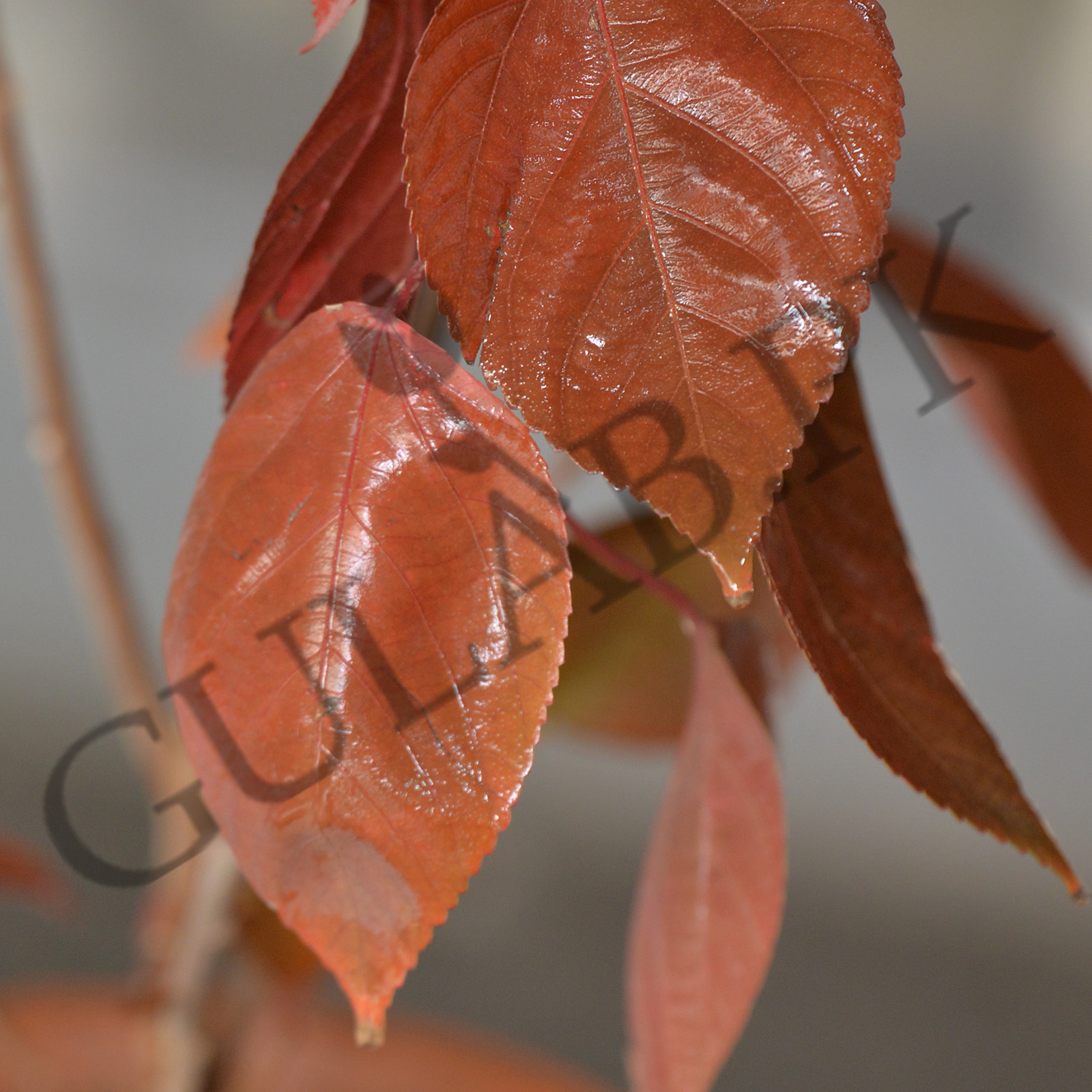 Acalypha Red Plant | Flowering Plants | Gulab.pk