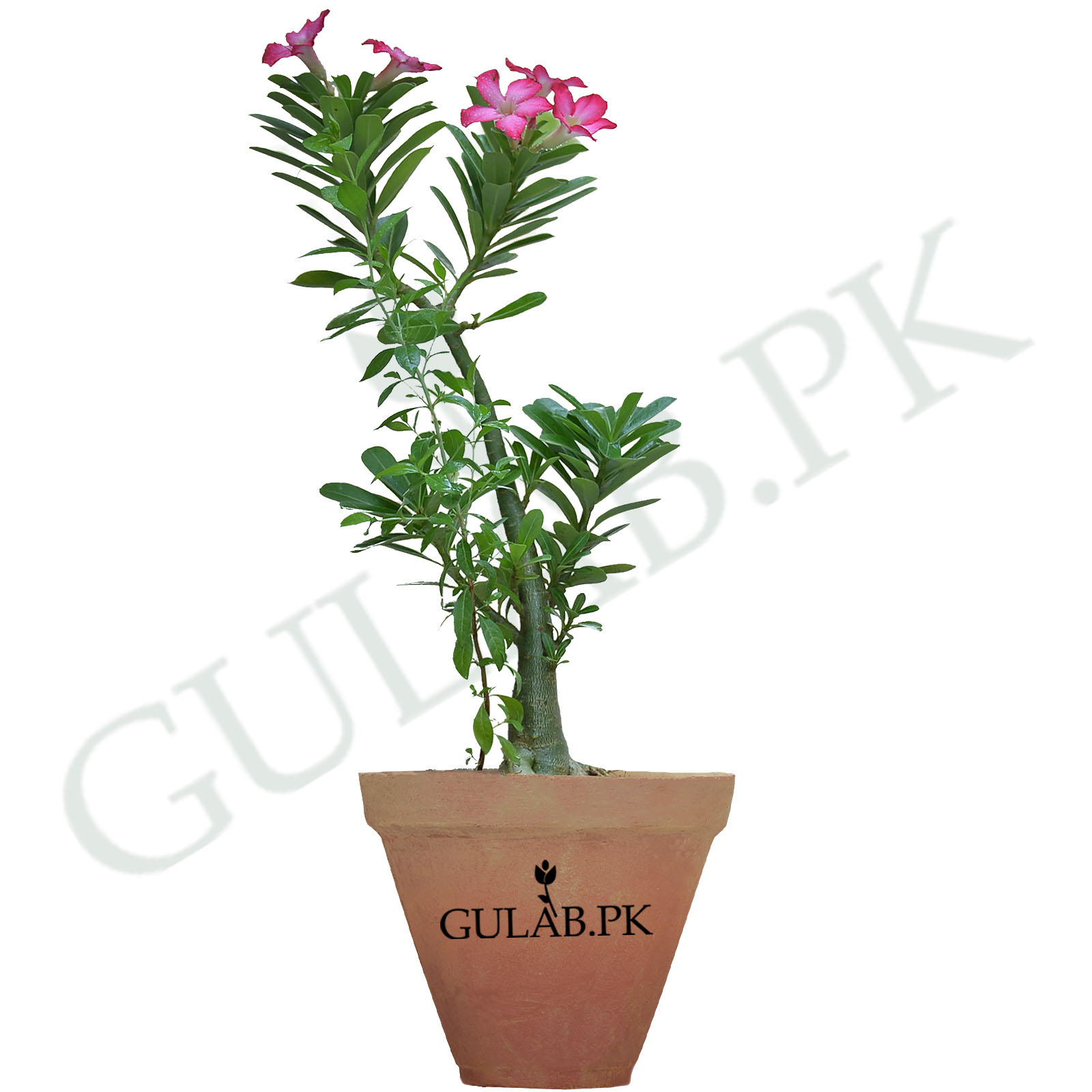 Adenium Plant | Flowering Plants in Pakistan | Gulab.pk