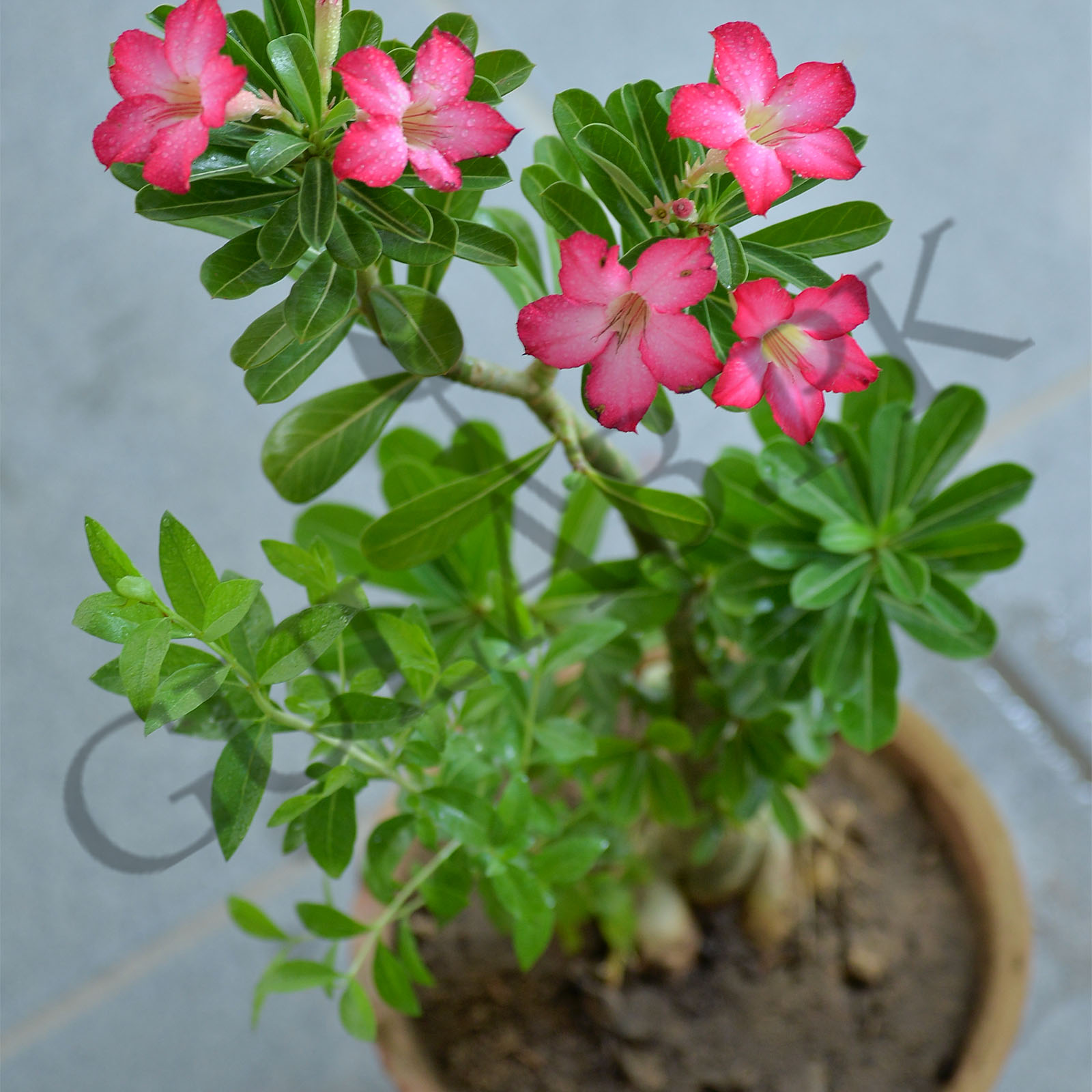 Adenium Plant | Flowering Plants in Pakistan | Gulab.pk