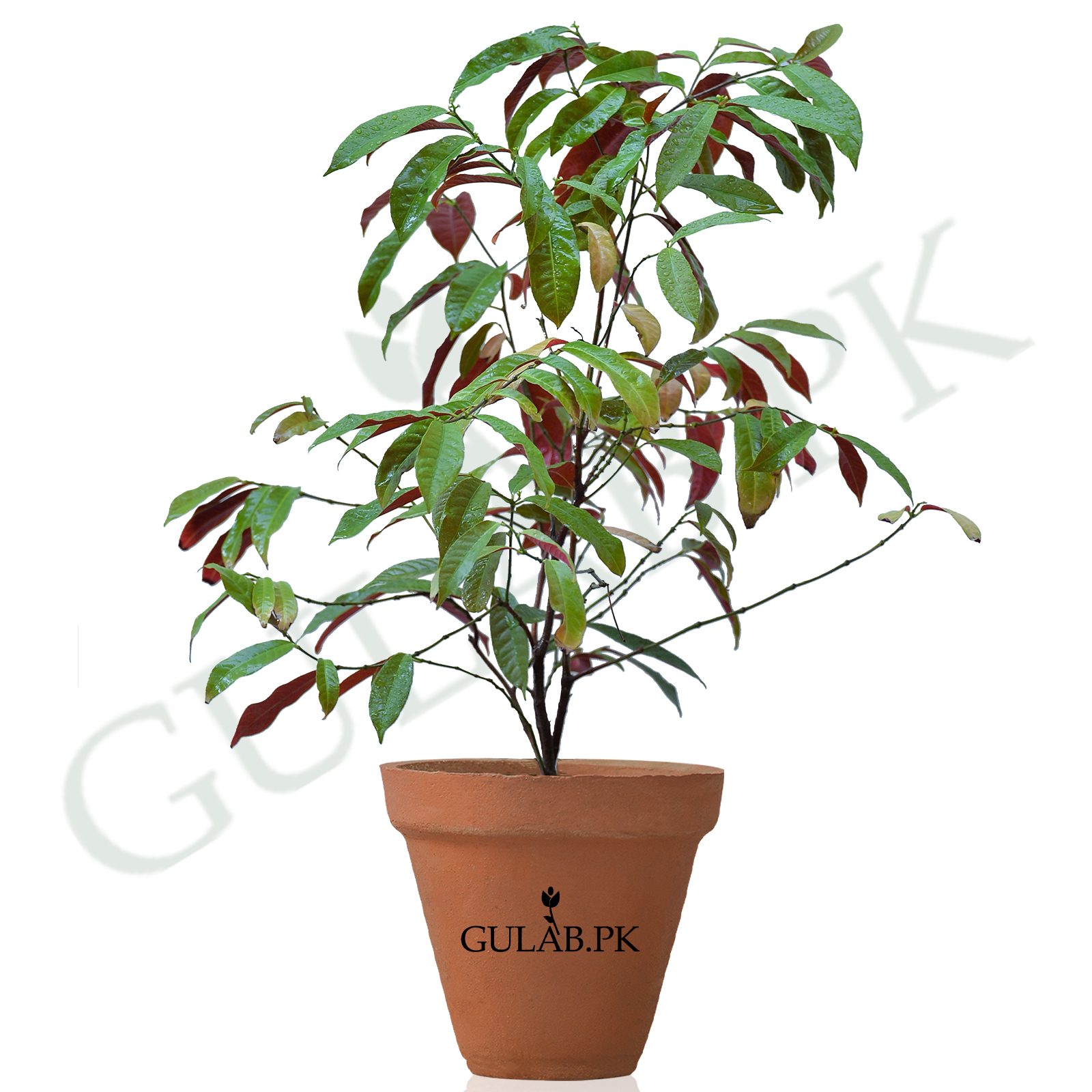 Chinese Croton Plant | Indoor Plants | Gulab.pk