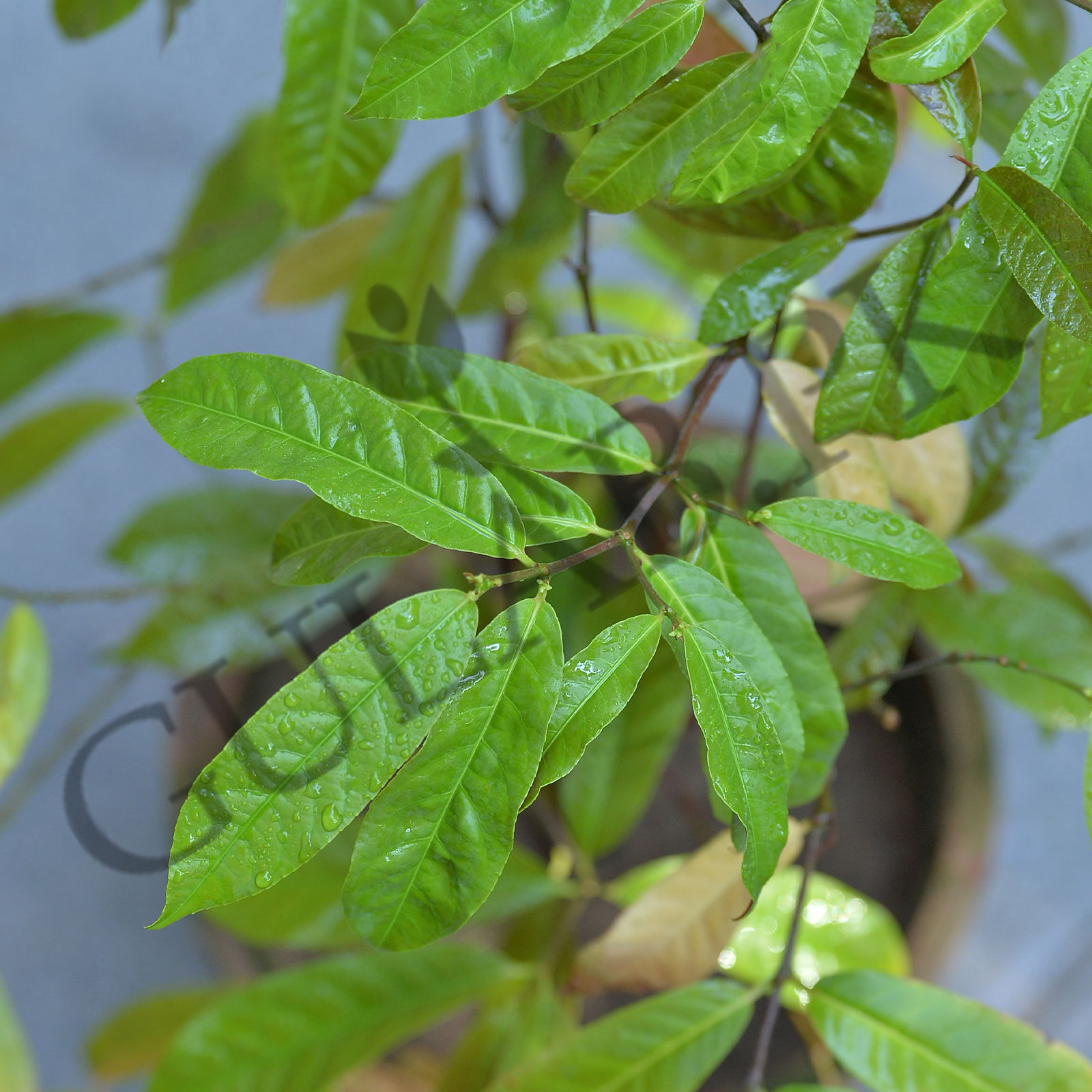 Chinese Croton Plant | Indoor Plants | Gulab.pk