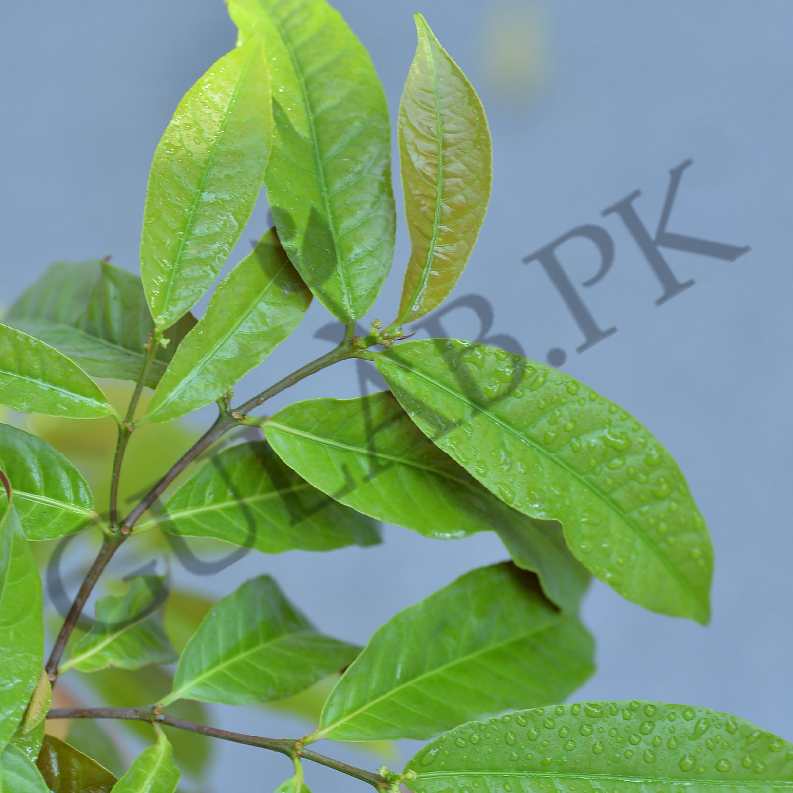 Chinese Croton Plant | Indoor Plants | Gulab.pk