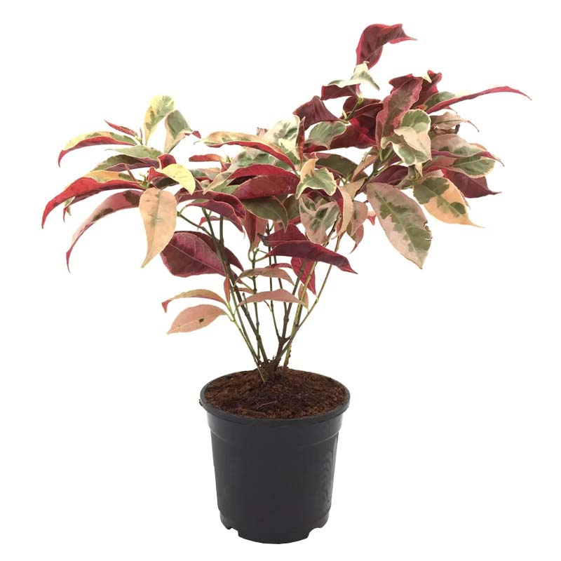 Chinese Croton Variegated Plant | Indoor Plants in Pakistan | Gulab.pk
