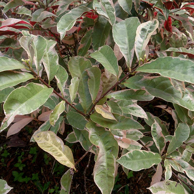 Chinese Croton Variegated Plant | Indoor Plants in Pakistan | Gulab.pk