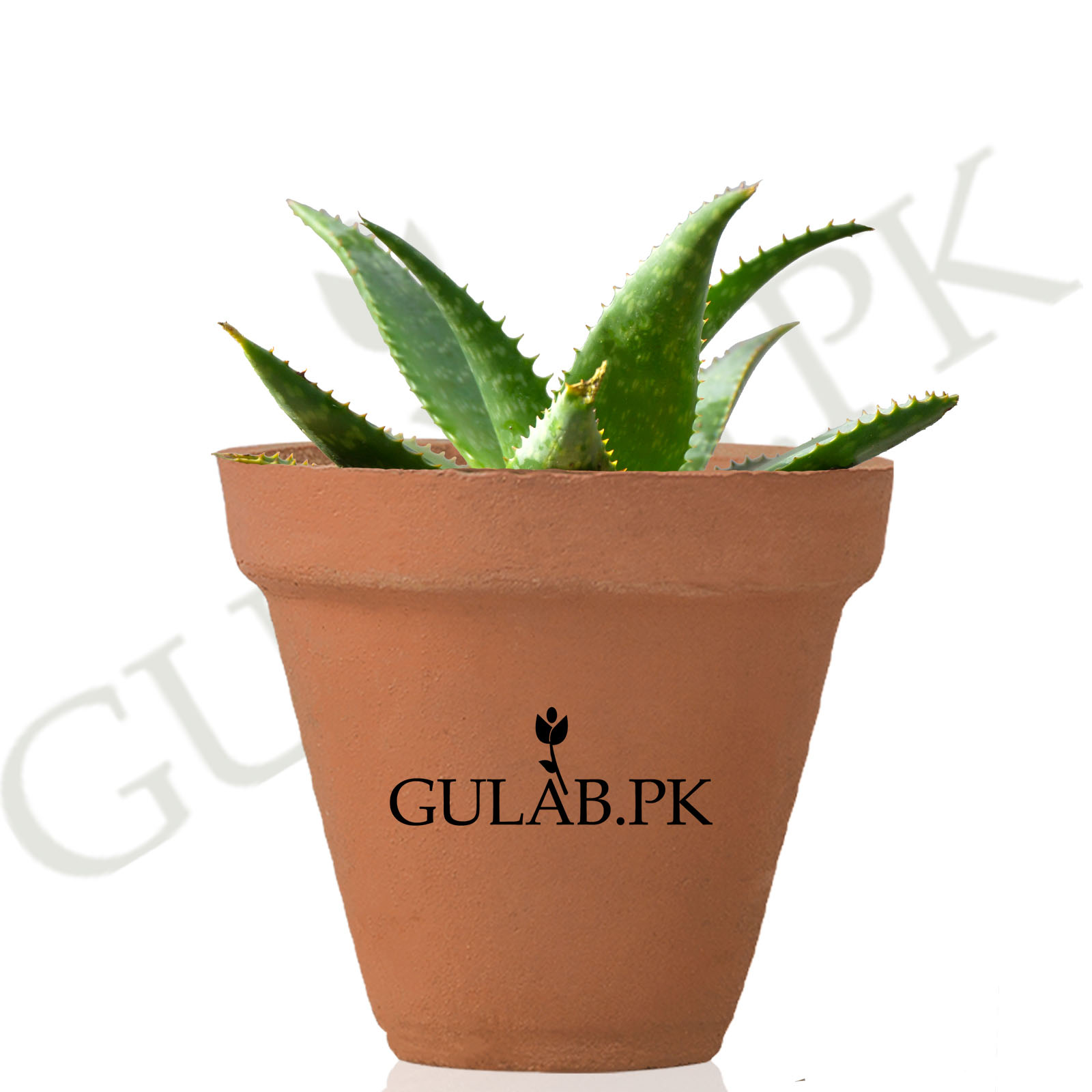 Dwarf Aloe Vera | Succulents | Gulab.pk
