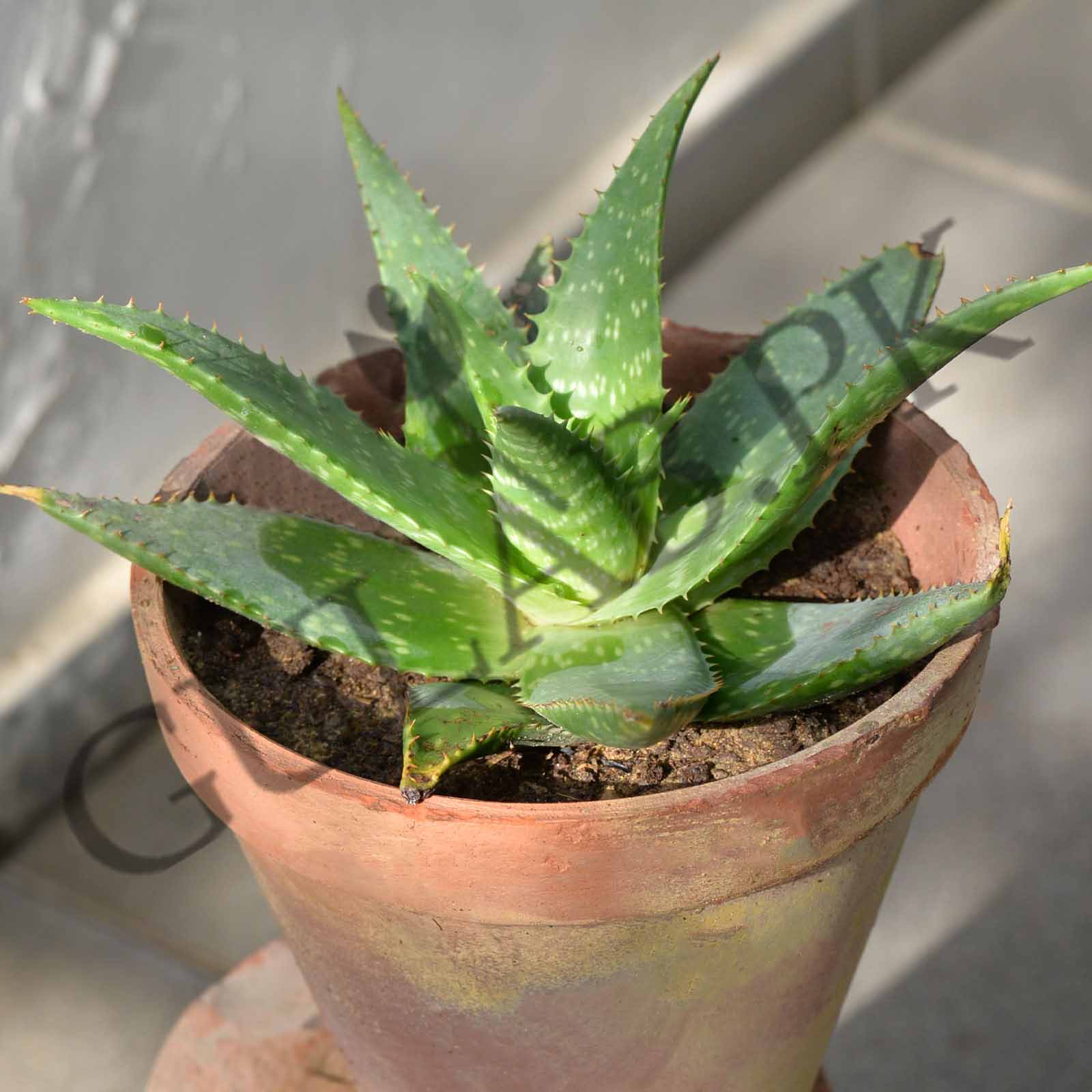 Dwarf Aloe Vera Plant | Succulents | Gulab.pk