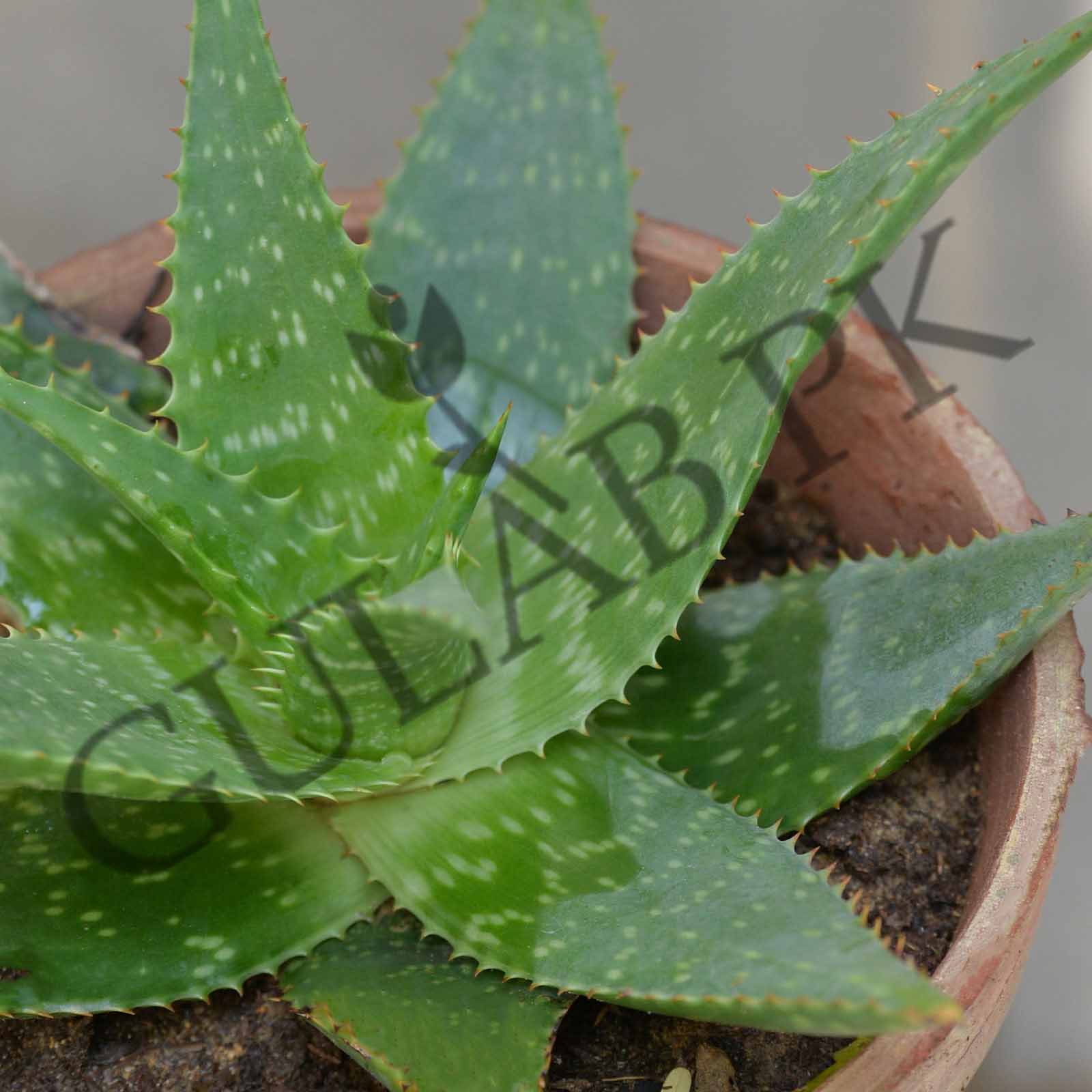 Dwarf Aloe Vera Plant | Succulents | Gulab.pk