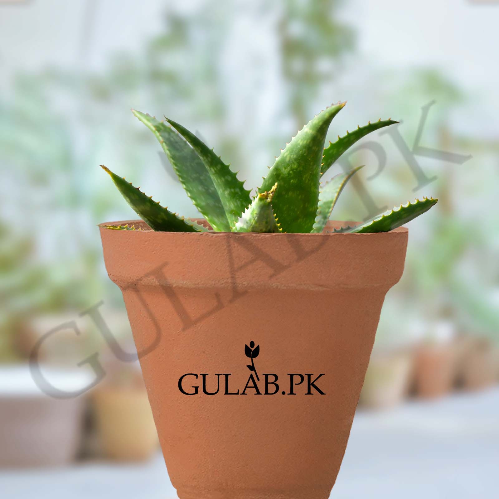 Dwarf Aloe Vera Plant | Succulents | Gulab.pk