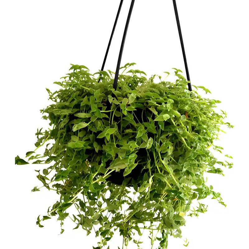 Turtle Vine | Indoor Plants in Pakistan | Buy Online | Gulab.pk