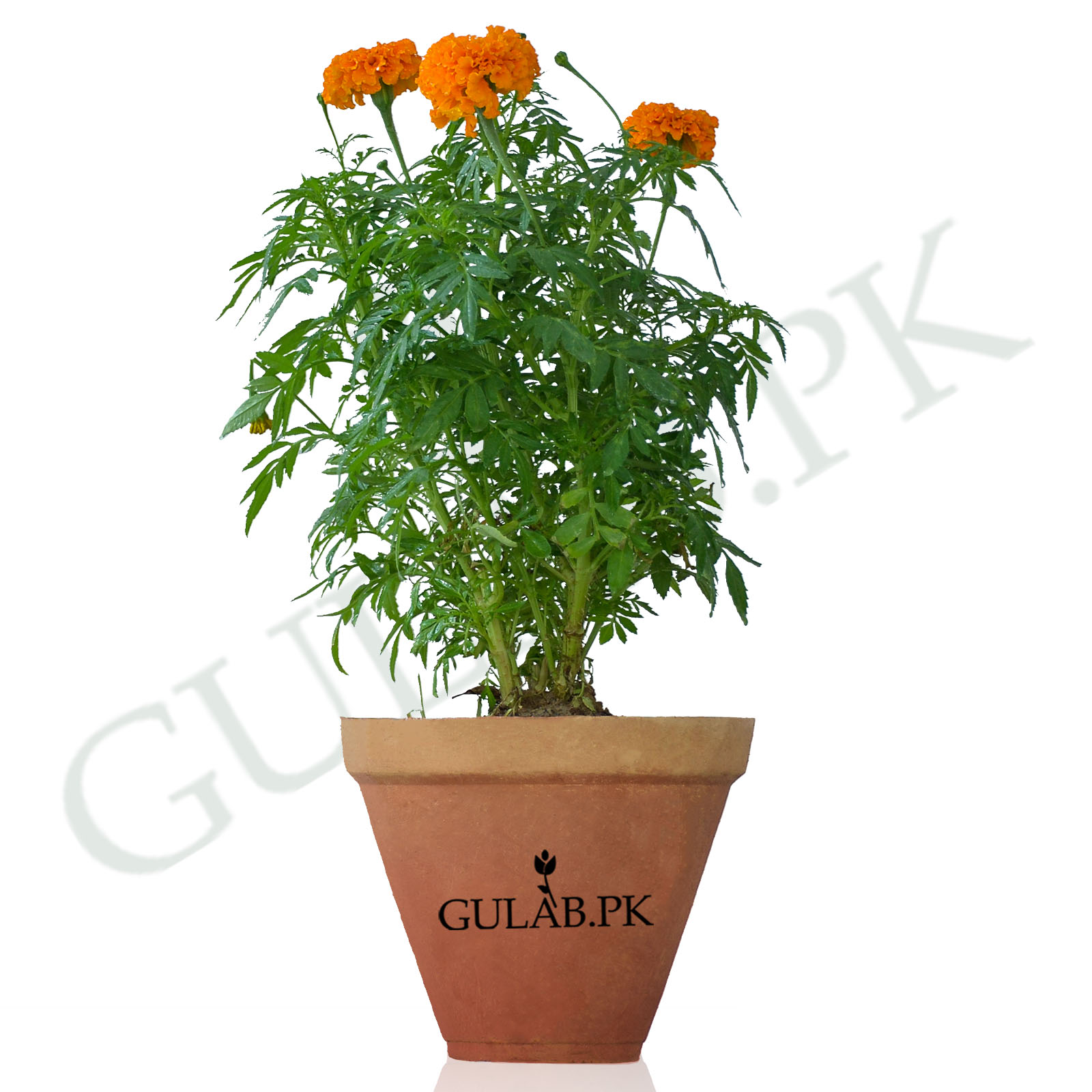 African Marigold Plant | Flowering Plants in Pakistan | Gulab.pk