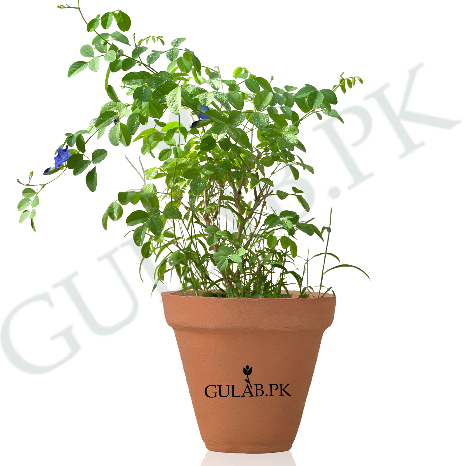 Butterfly Pea | Indoor Plants in Pakistan | Gulab.pk