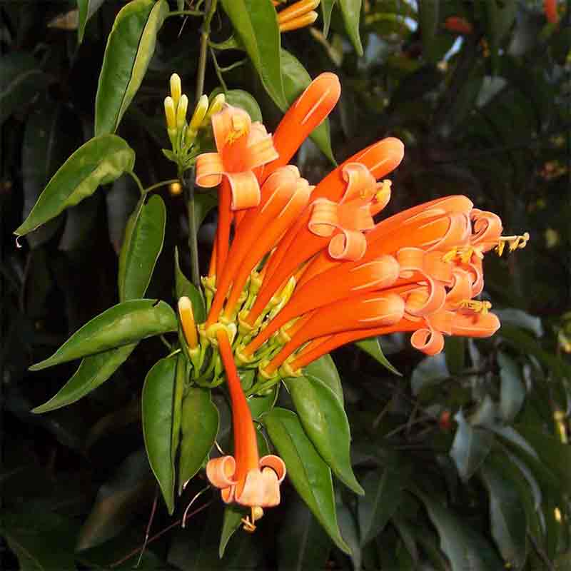 Golden Shower Vine | Indoor Plants in Pakistan | Gulab.pk