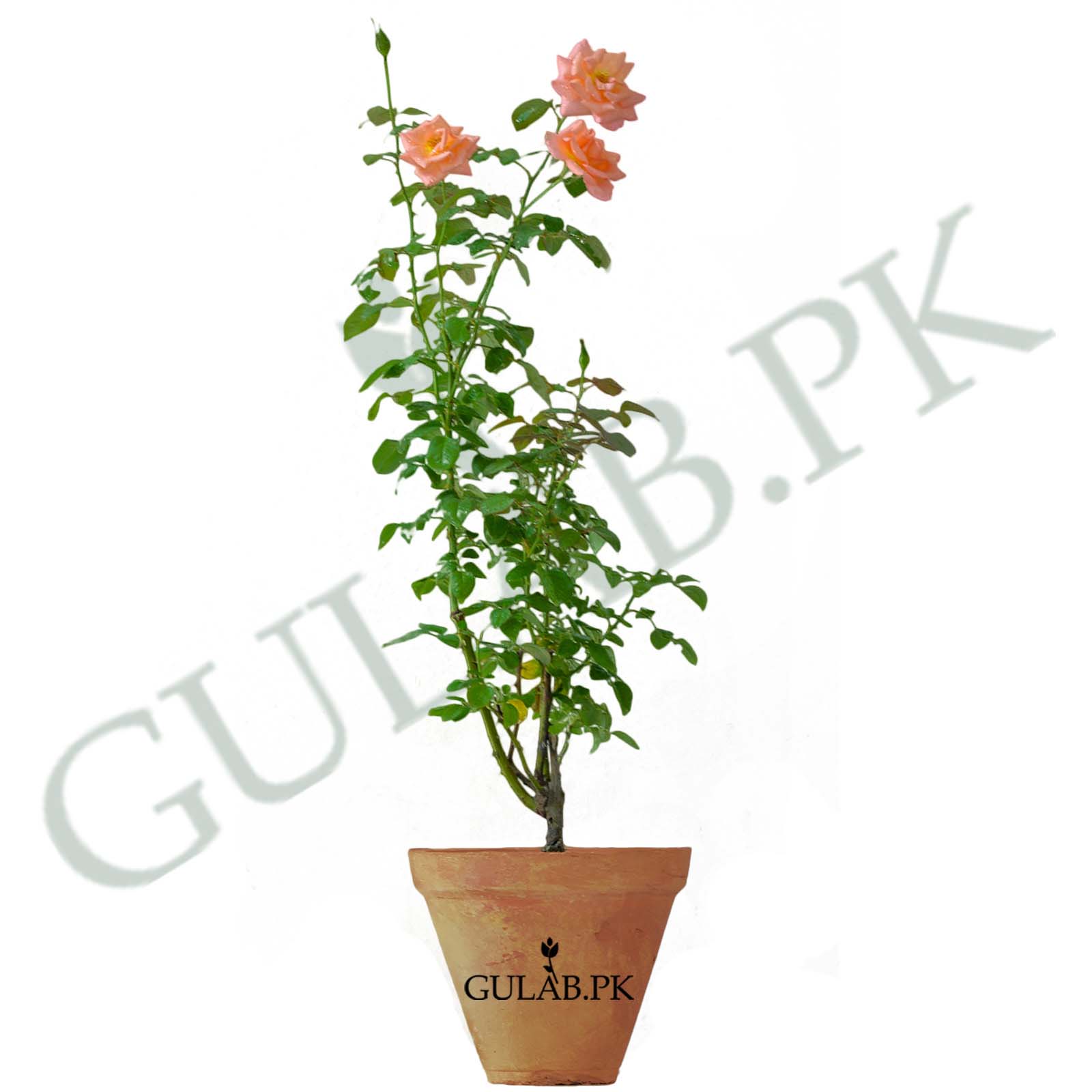 Miniature Rose | Flowering Plants in Pakistan | Gulab.pk