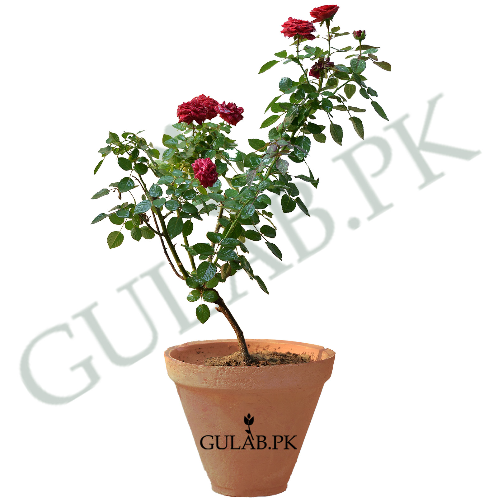 Rose | Flower Plants in Pakistan | Online Plant Store | Gulab.pk