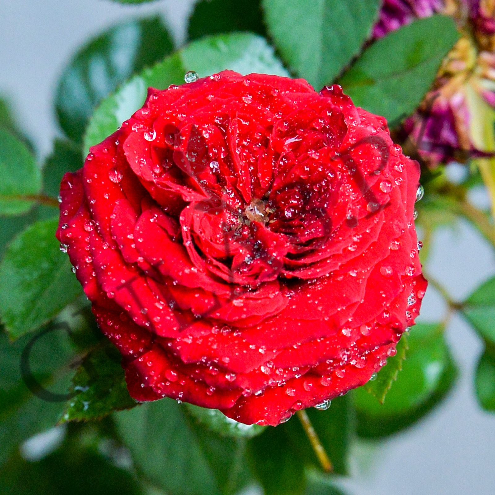 Rose | Flower Plants in Pakistan | Online Plant Store | Gulab.pk