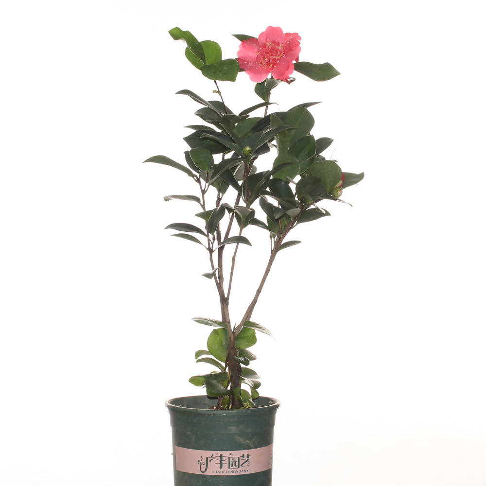 Camelia Tree | Flowering Trees | Gulab.pk