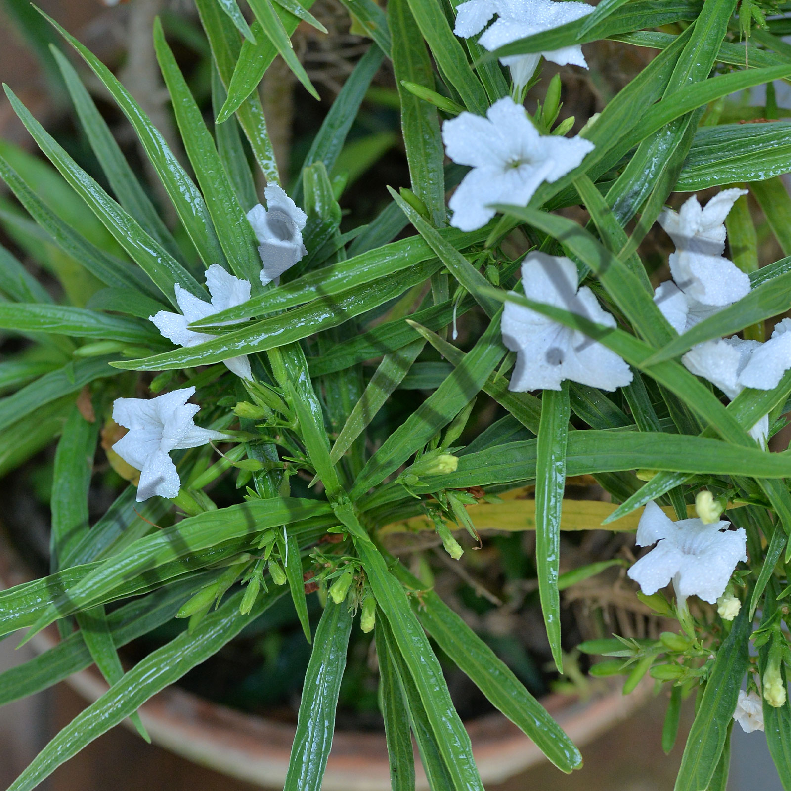 Ruellia | Flowering Plants in Pakistan | Buy Online | Gulab.pk