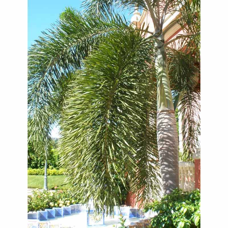 Fox Tail Palm | Indoor Plants | Gulab.pk