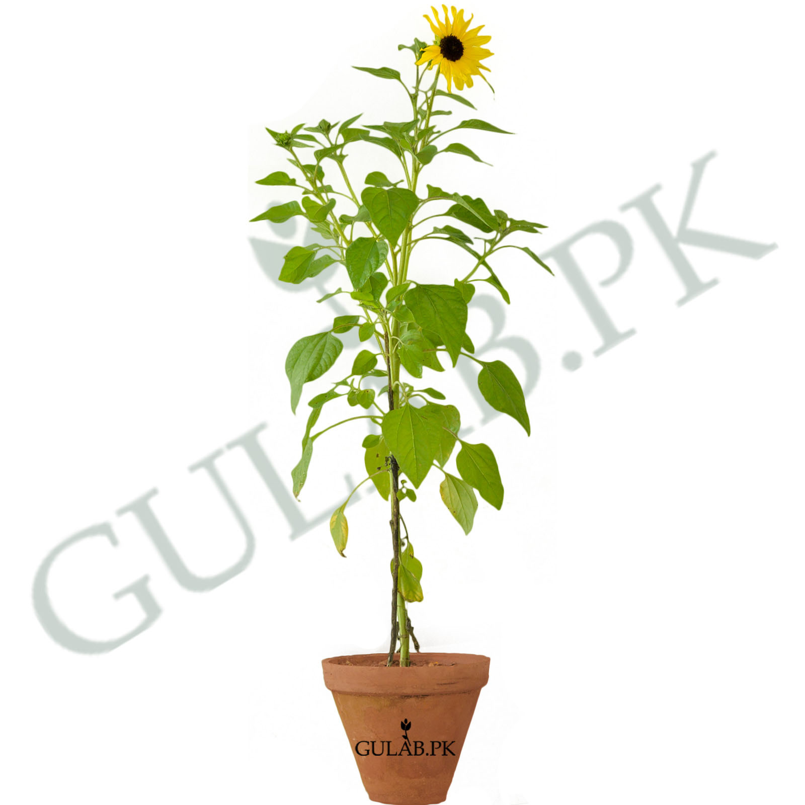 Sun Flowers | Flowering Plants in Pakistan | Gulab.pk