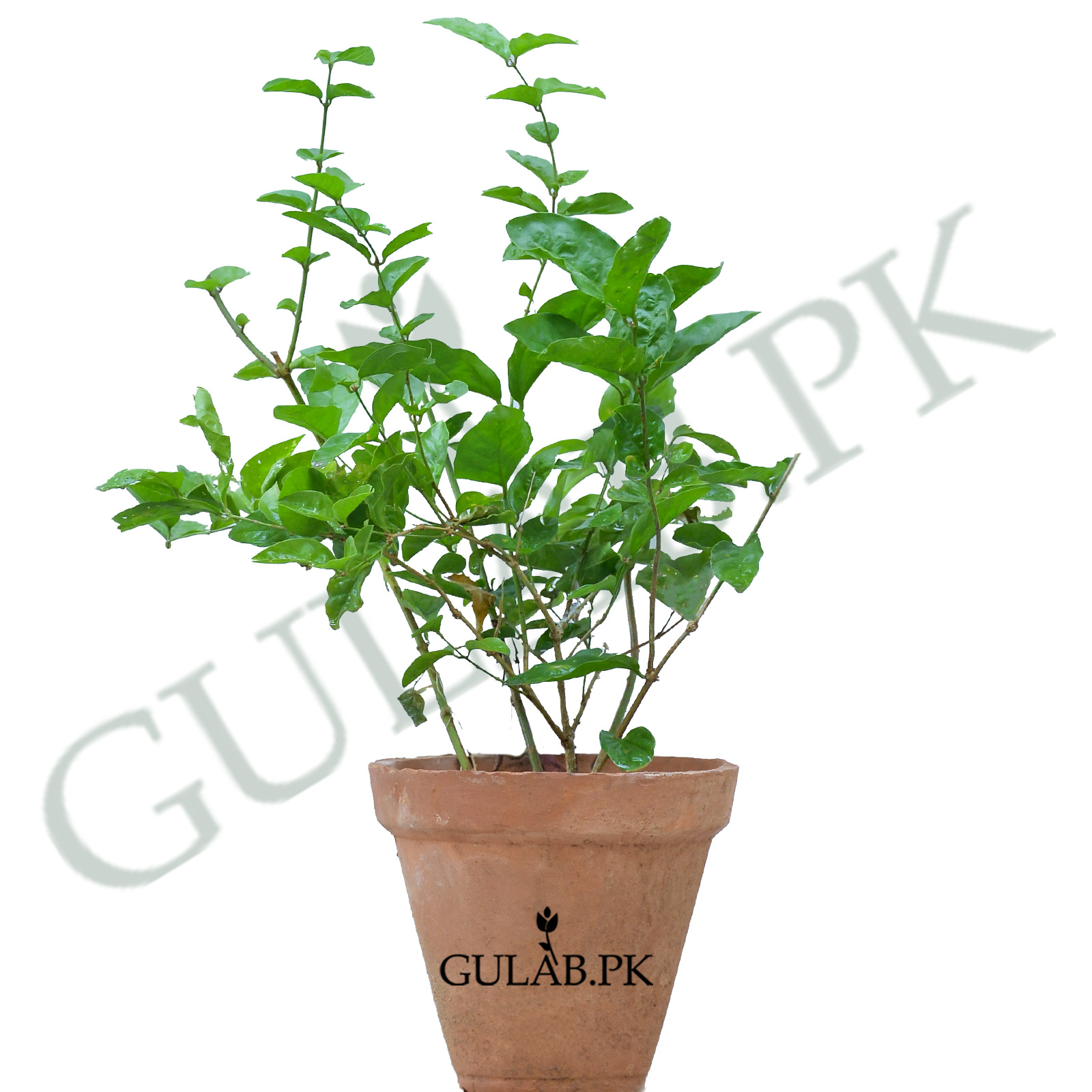 Arabian Jasmine | Flowering Plants in Pakistan | Gulab.pk