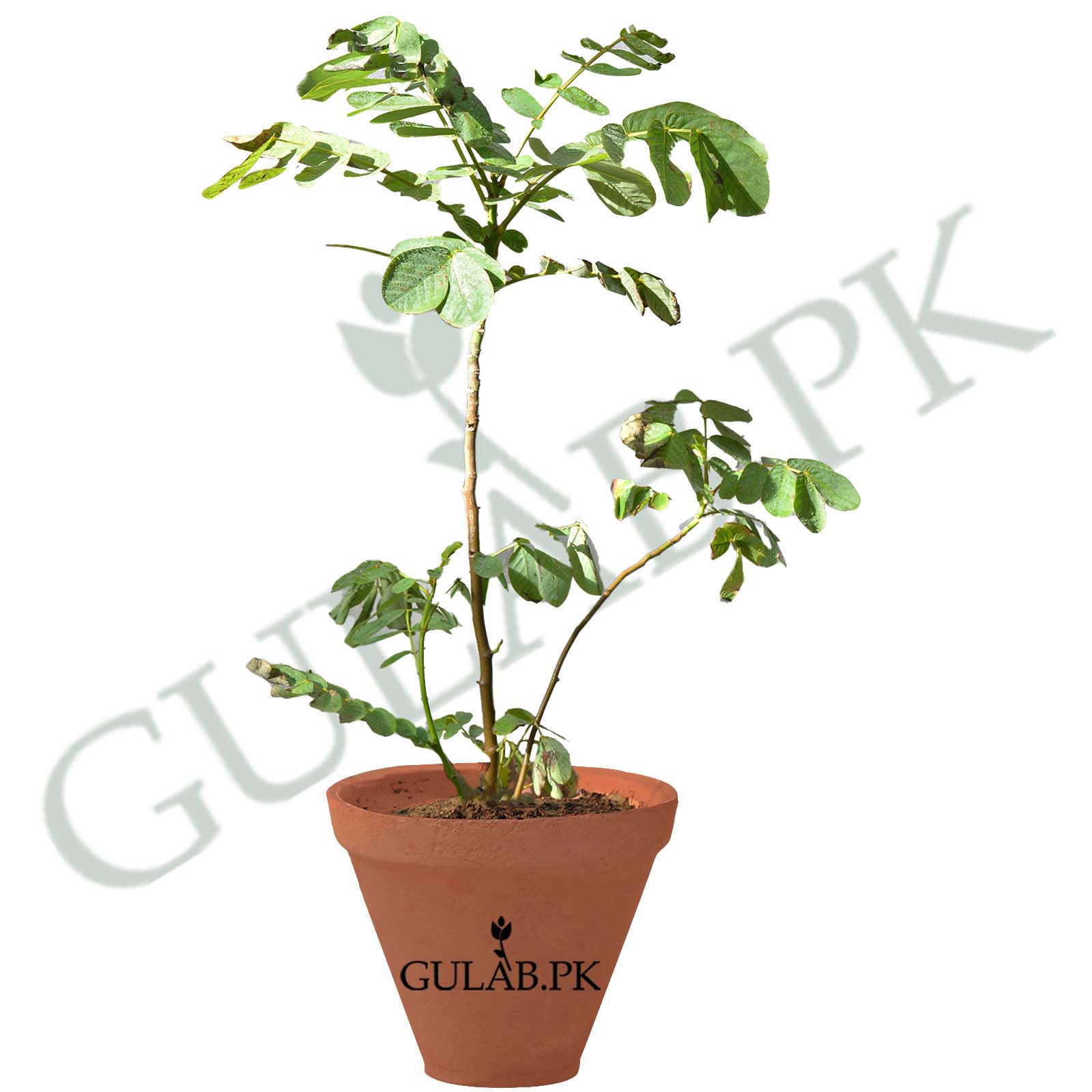 Candle Bush | Flowering Plants | Gulab.pk