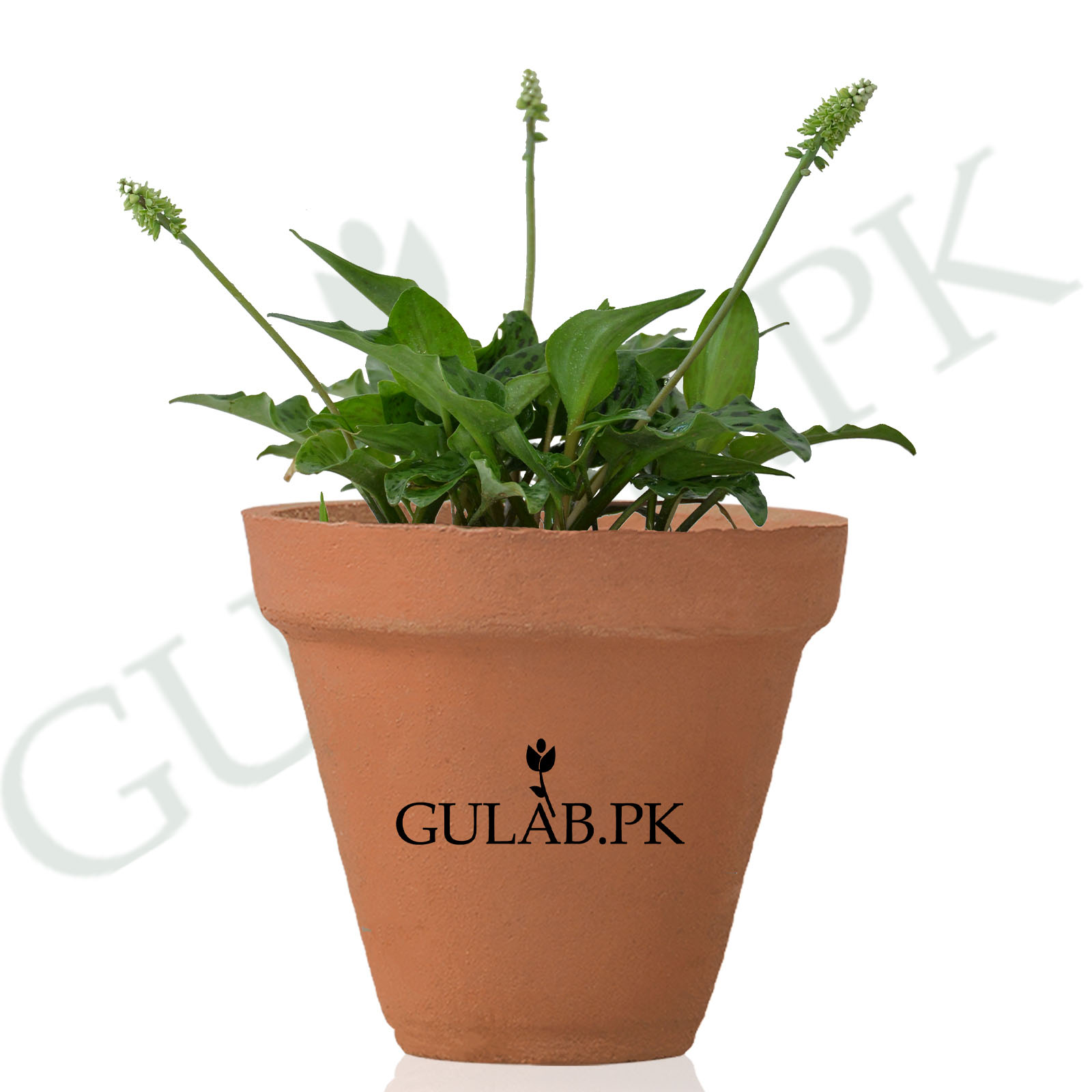 African Hosta Plant | Flower Plants in Pakistan | Gulab.pk