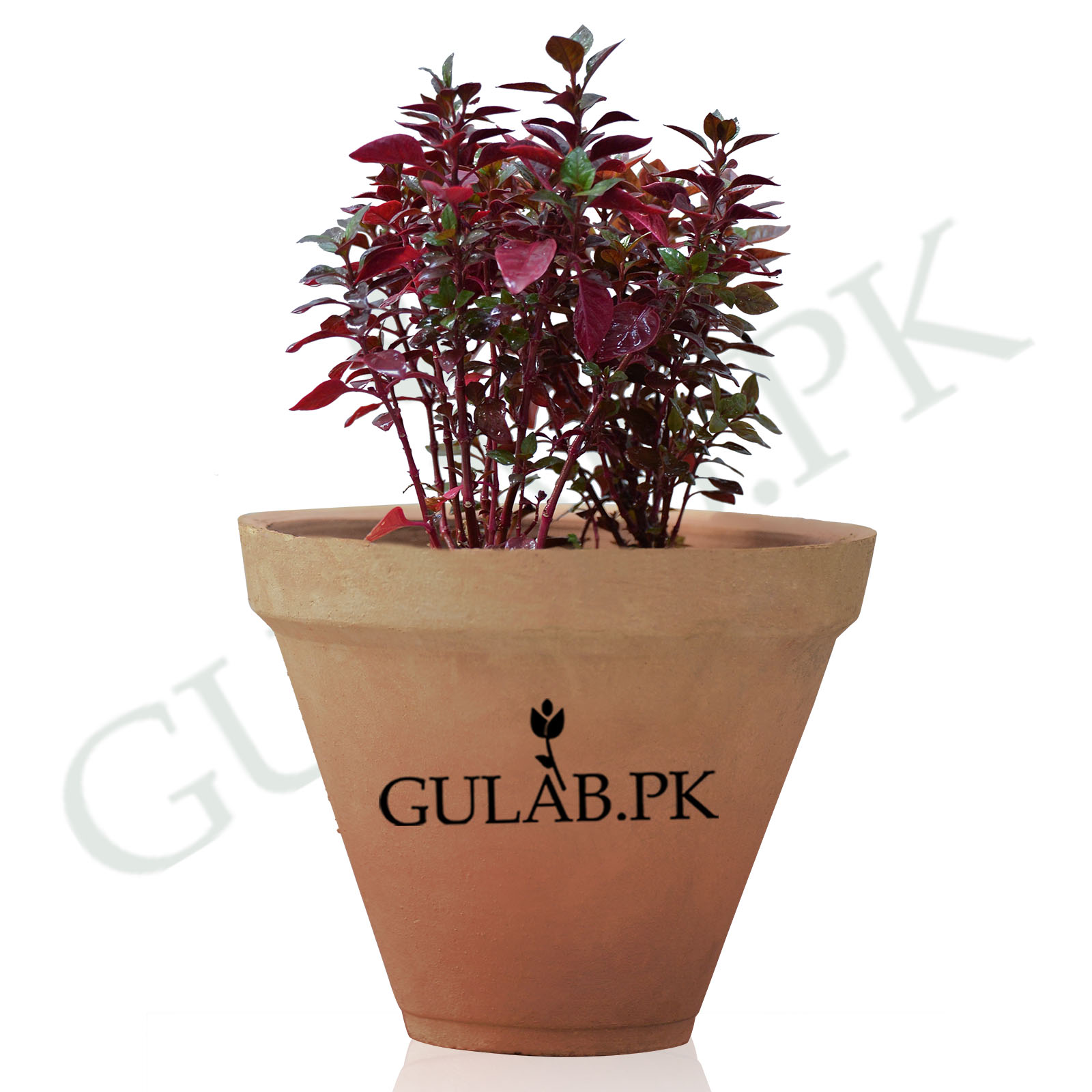 Alternanthera | Flower Plants in Pakistan | Gulab.pk
