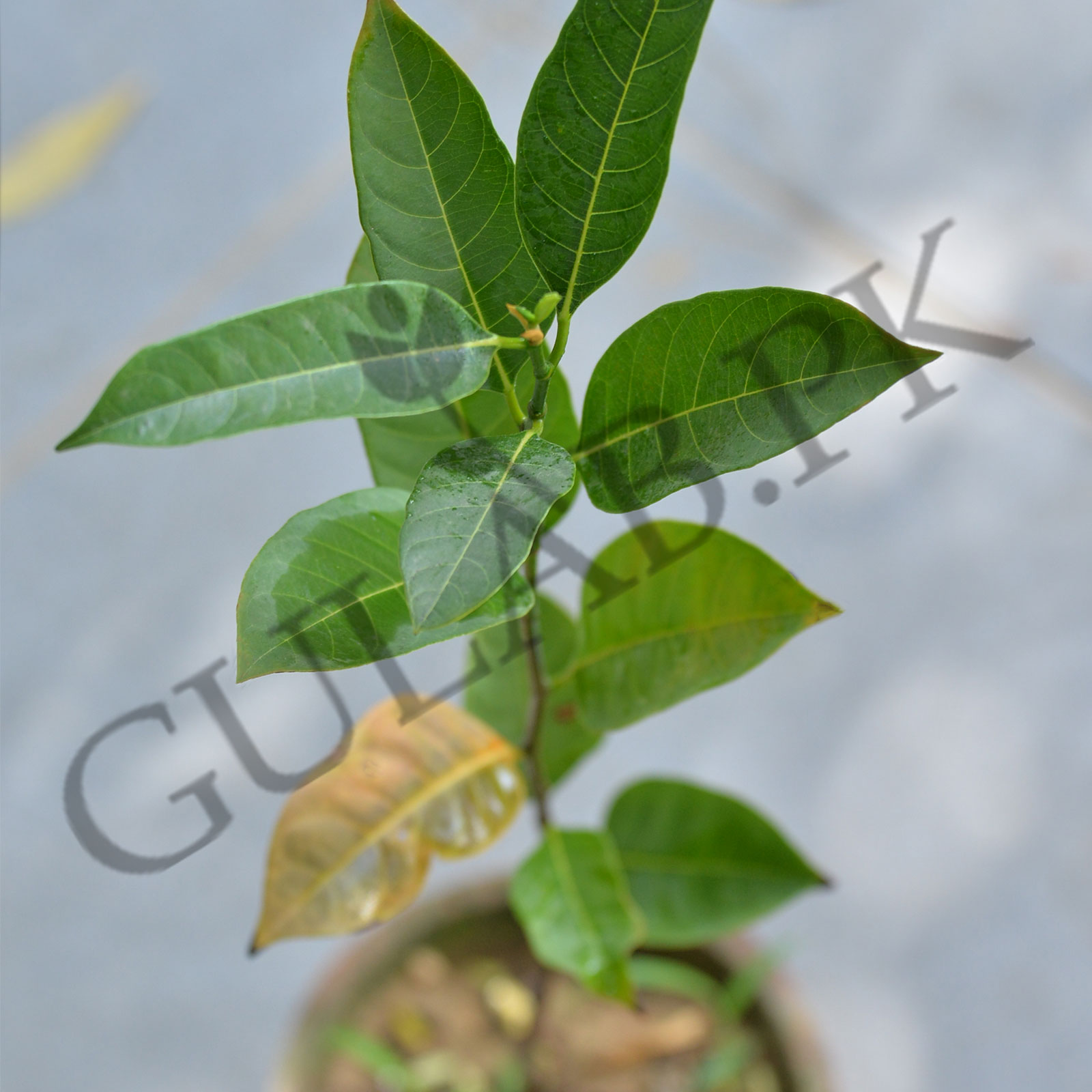 Japanese Persimmon | Fruit Plants in Pakistan | Gulab.pk