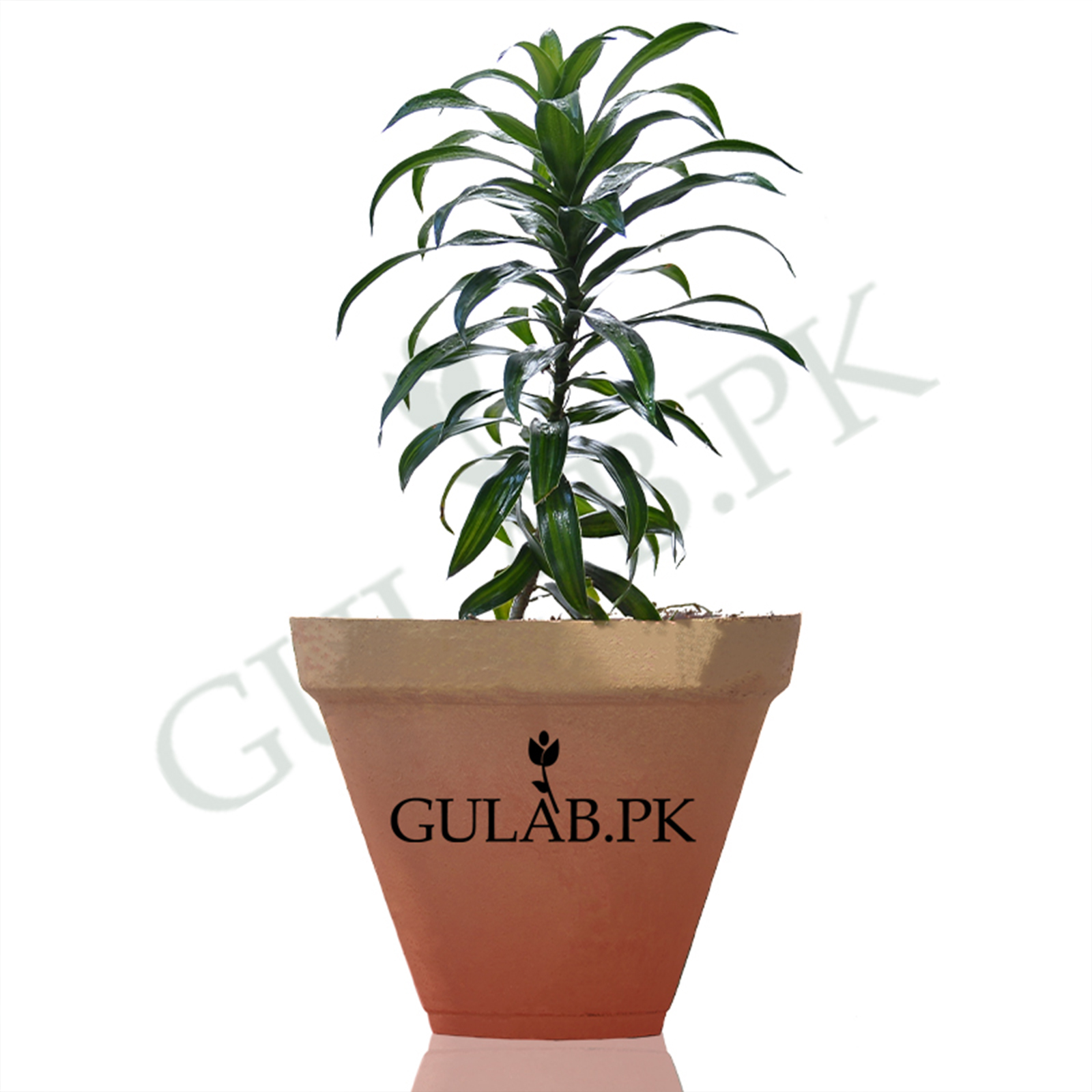 Dracaena Plant | Indoor Plants | Gulab.pk